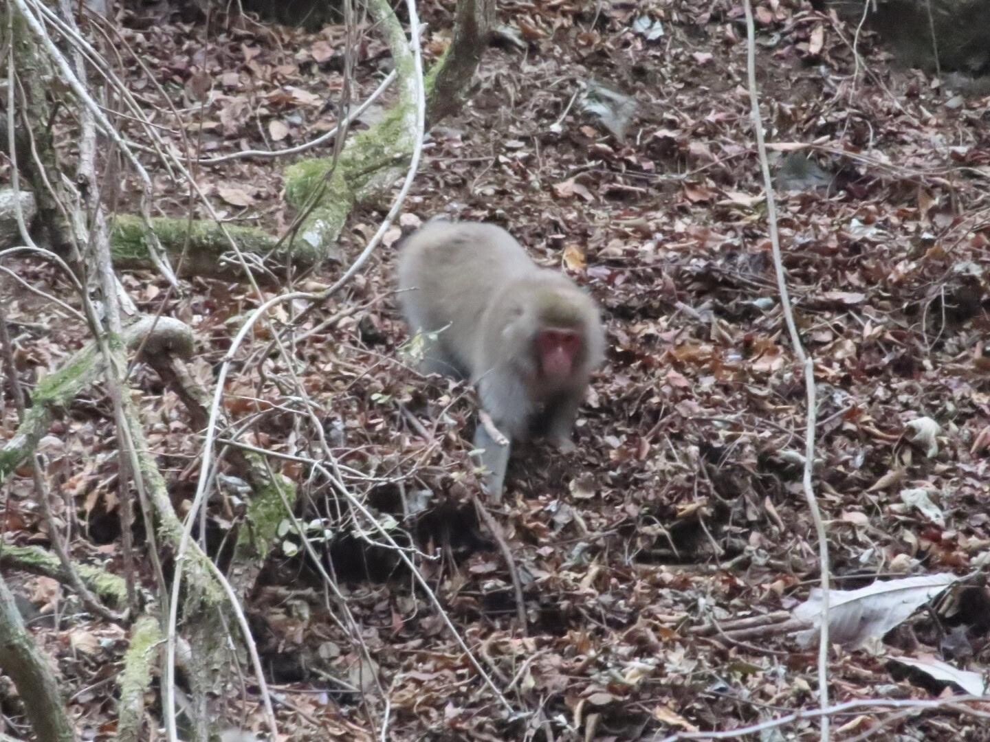 棒ノ嶺（棒ノ折山）・黒山・逆川ノ丸・興越山・岩茸石山・高水山 / motoh698さんの高水山・岩茸石山・惣岳山の活動データ | YAMAP / ヤマップ