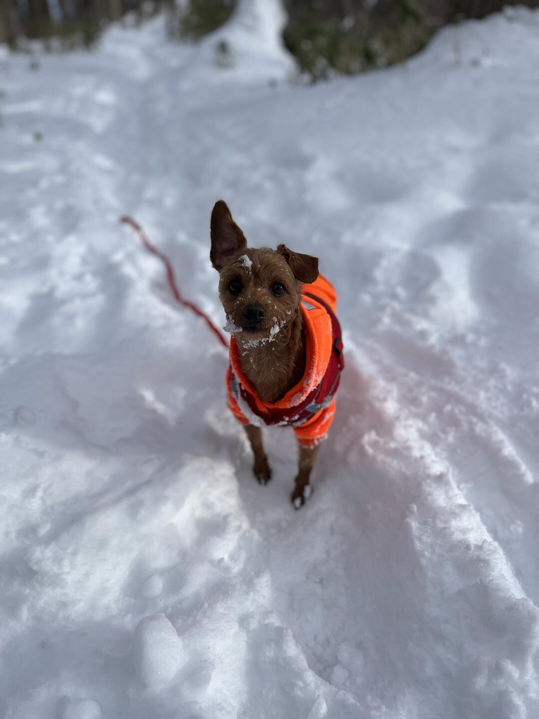 🎄Christmasは犬活251峰🦮 / minotさんの三角山・大倉山・円山の活動データ | YAMAP / ヤマップ