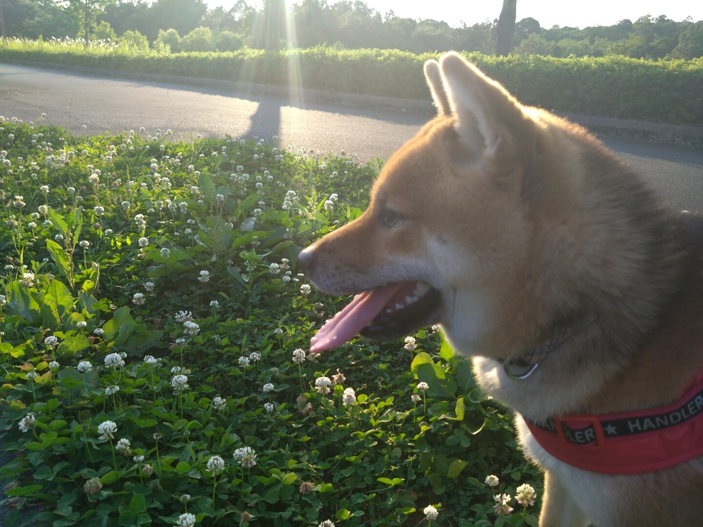 つむタンといっしょ in 大仏山 / HAYATEさんの伊勢市の活動データ | YAMAP / ヤマップ
