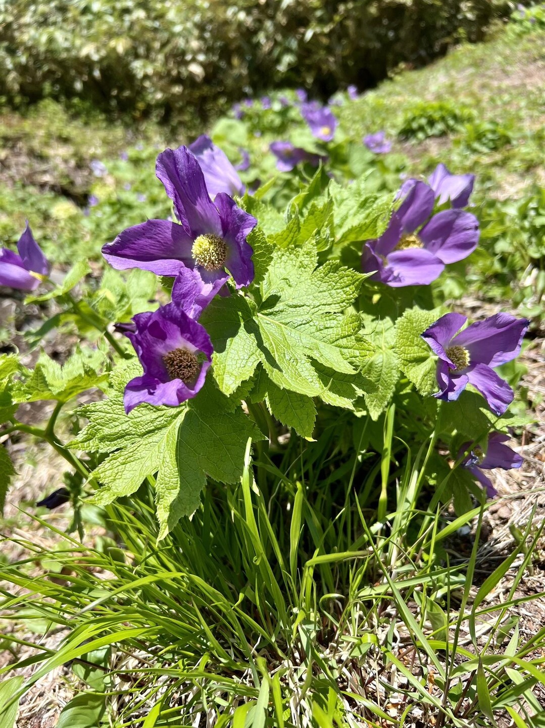 シラネアオイ🌸お花畑まで2024-05-18 / Rayさんの岩手山・黒倉山・鞍掛山の活動データ | YAMAP / ヤマップ