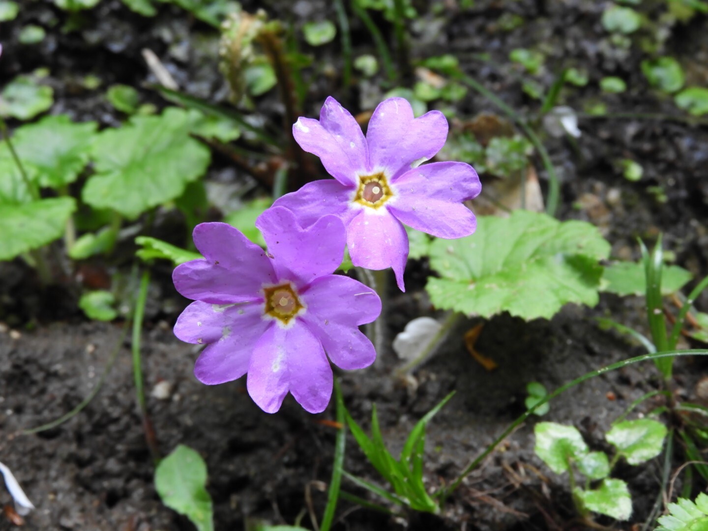 鎌ヶ岳・弥一ヶ岳 / nakachanさんの御在所岳（御在所山）・雨乞岳の活動データ | YAMAP / ヤマップ