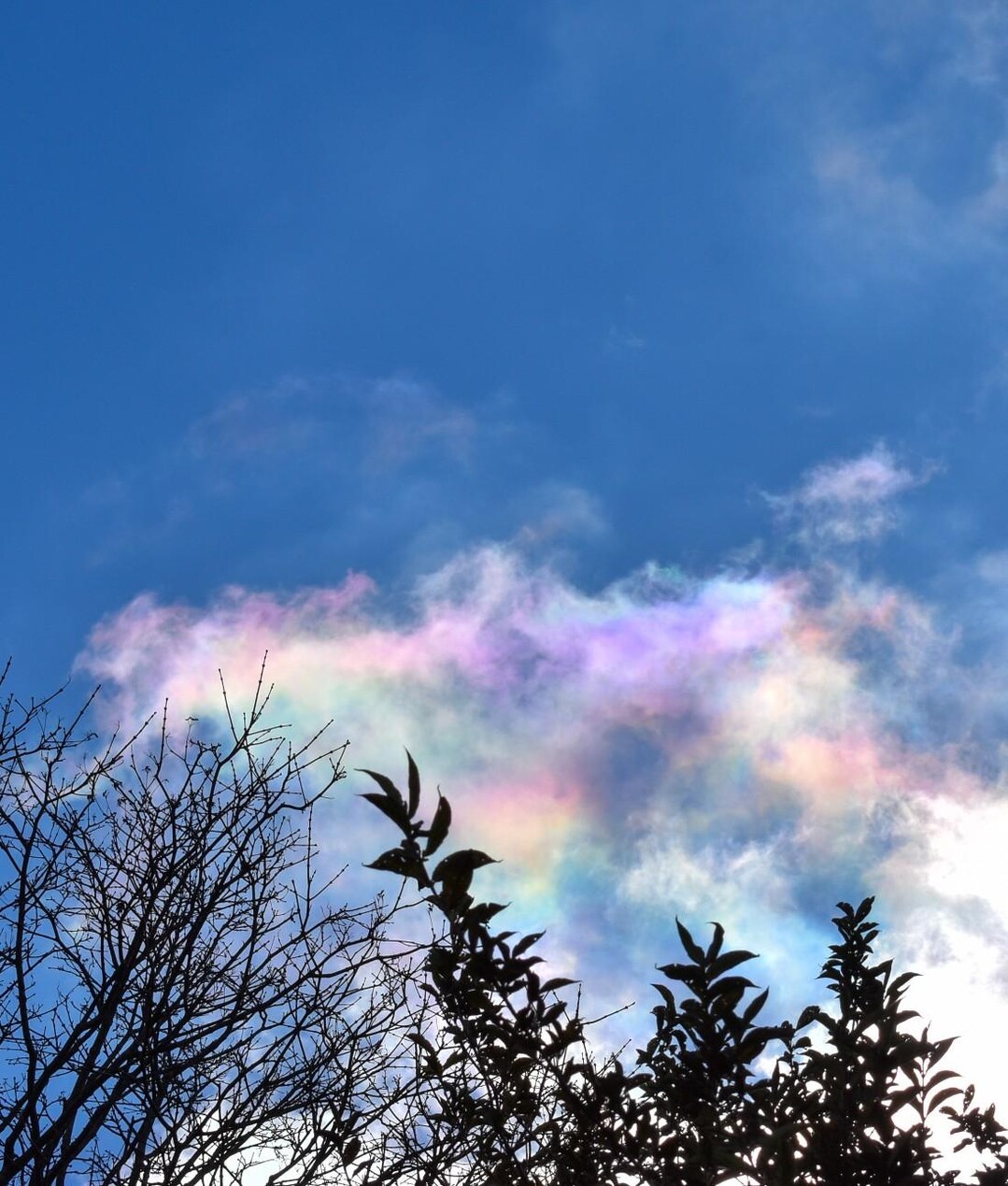 天狗塚 / じゅんこさんの三嶺・天狗塚・石立山の活動日記 | YAMAP / ヤマップ