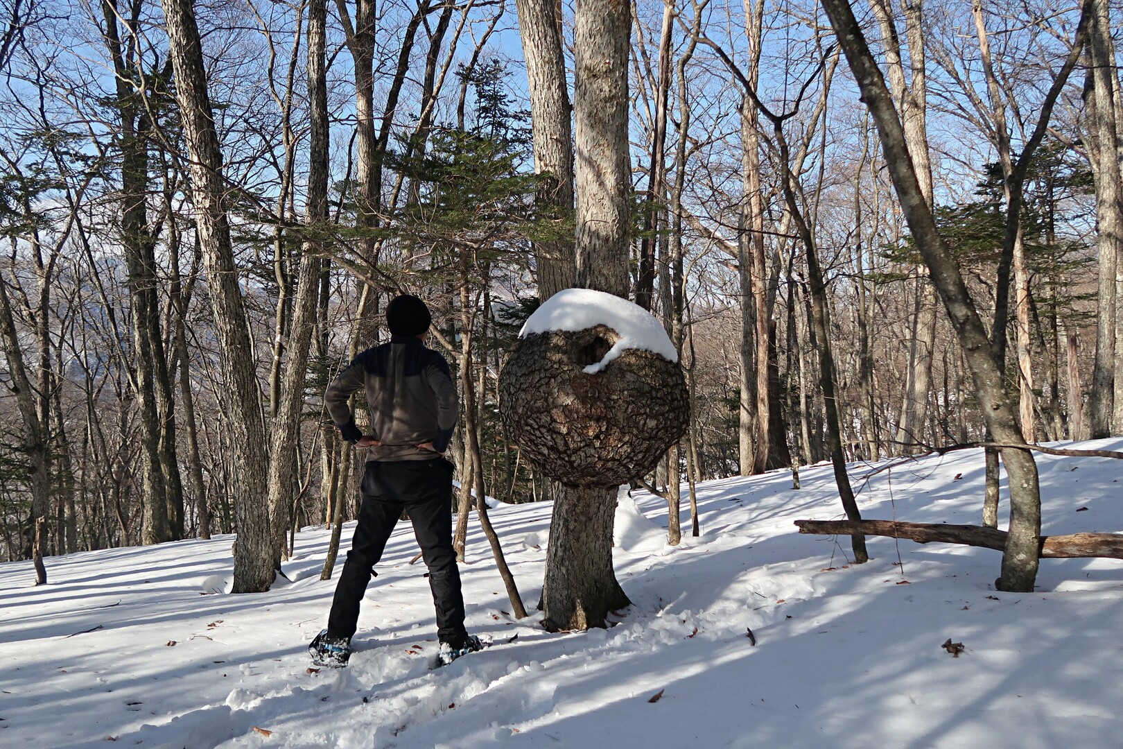 Snowshoeing at Mt. Masugata ️ / t-yanさんの桝形山の活動データ | YAMAP / ヤマップ