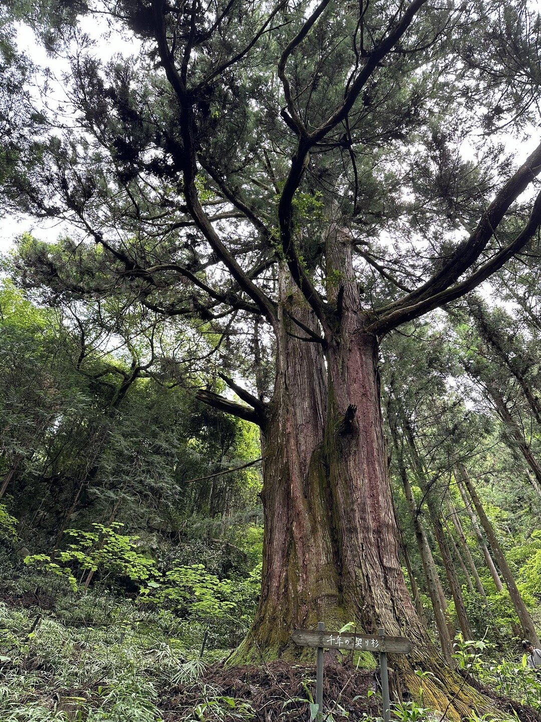 勝峰山からあじさい山へ / cosyauさんの大岳山・御岳山・御前山の活動データ | YAMAP / ヤマップ