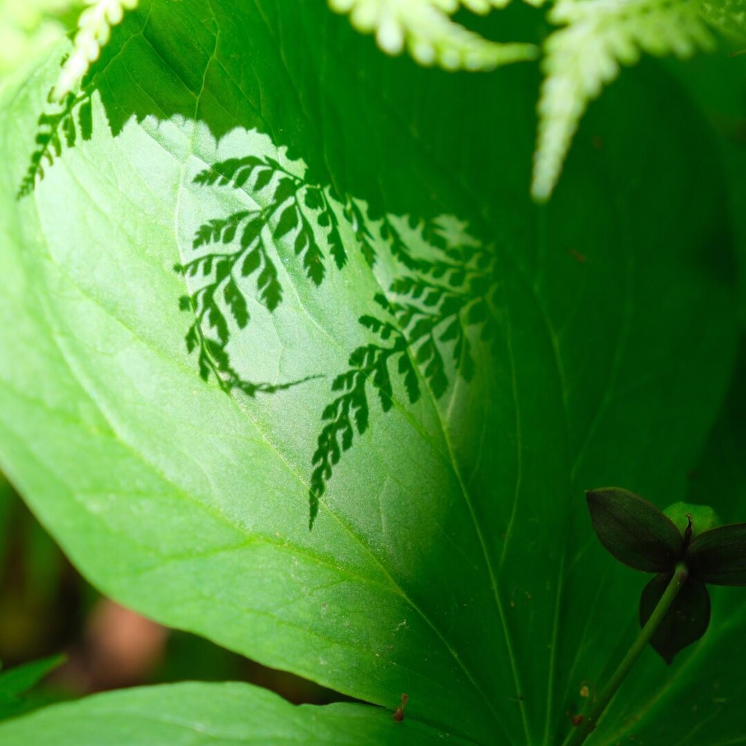 七座山 / TOTOさんの七座山の活動日記 | YAMAP / ヤマップ