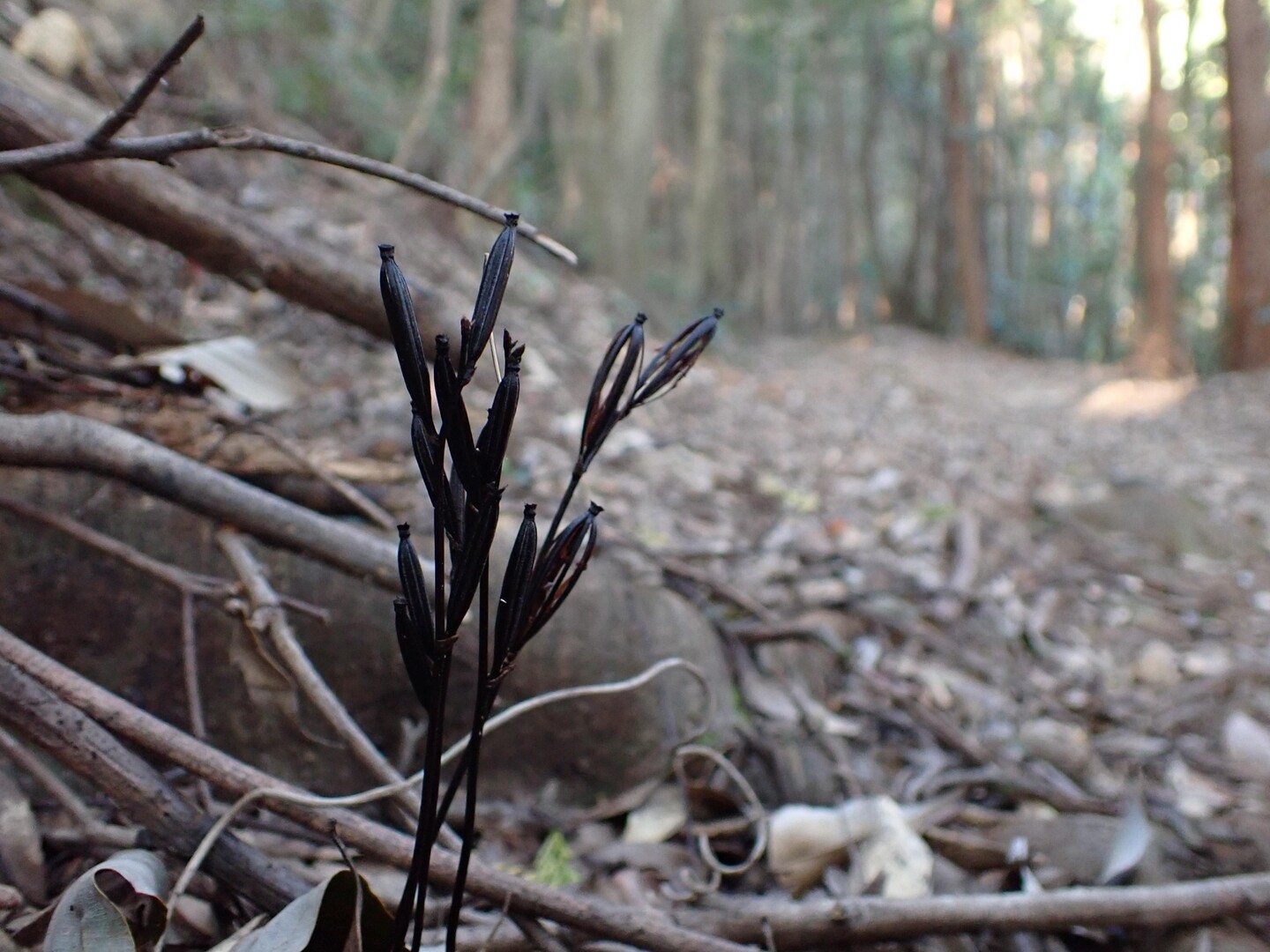 宮路山・赤坂山・五井山 2023-11-09 / ikoanさんの五井山・宮路山・御堂山の活動データ | YAMAP / ヤマップ