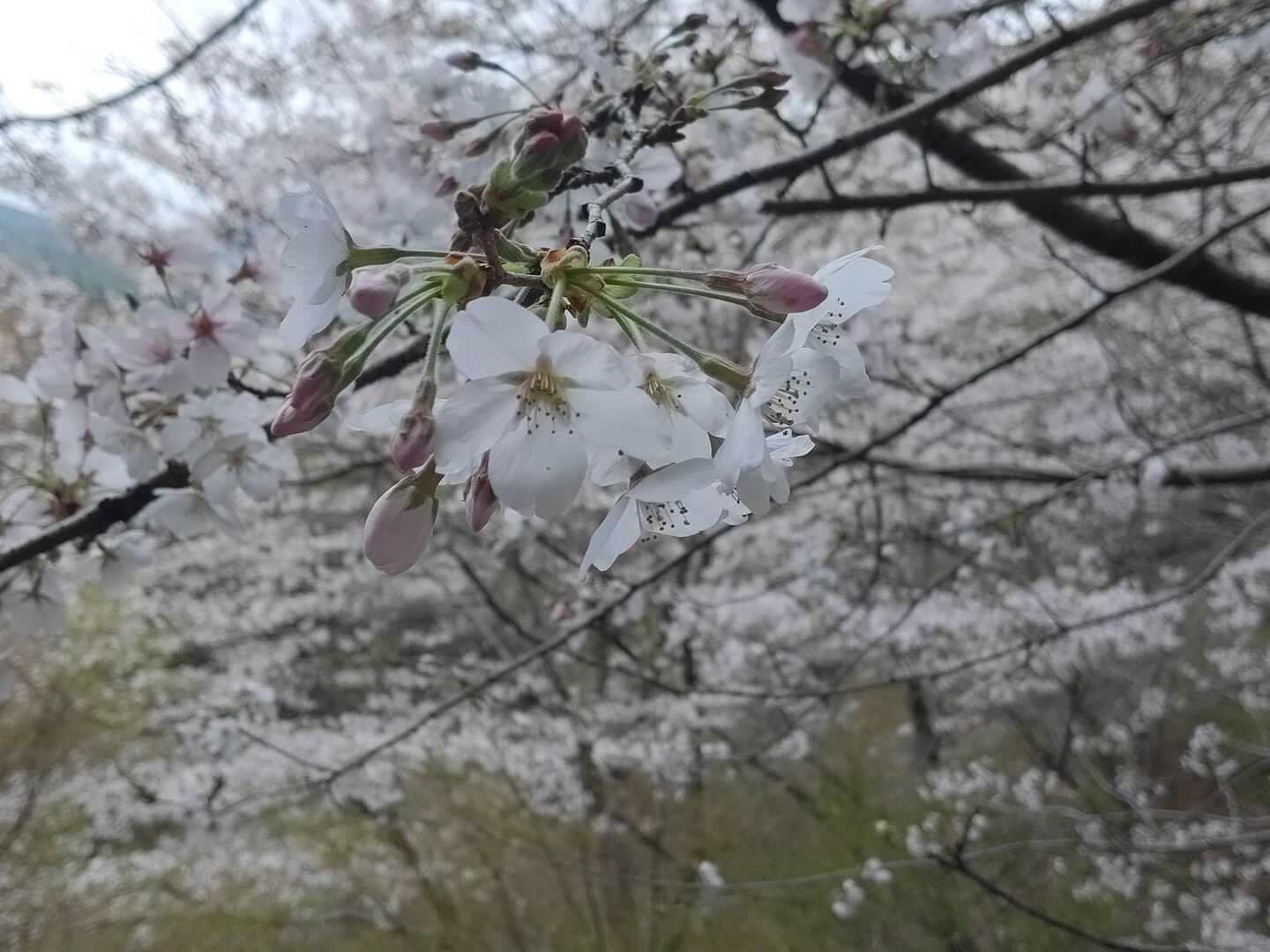 桜を愛でに吹上峠から昭和池まで / kazuakaさんの平尾台・貫山・水晶山の活動データ | YAMAP / ヤマップ