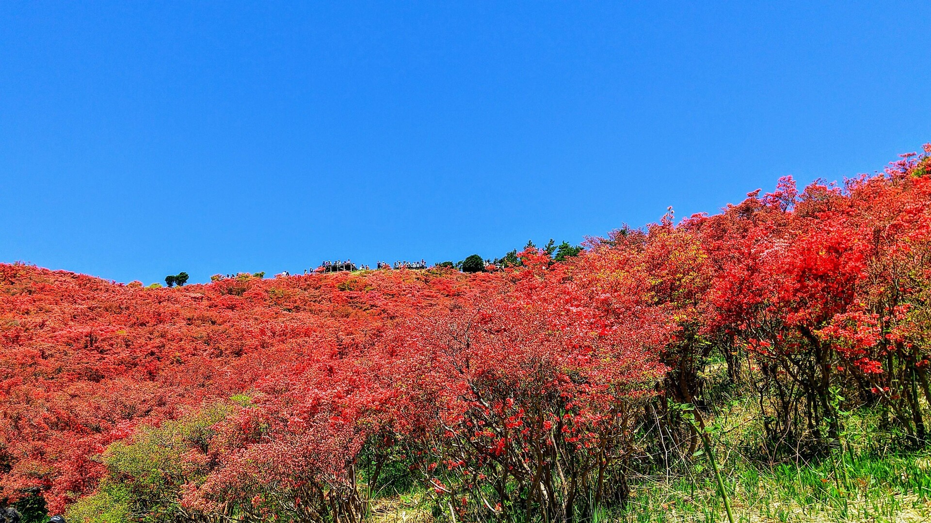 大和葛城山 / leeさんの金剛山・二上山・大和葛城山の活動データ | YAMAP / ヤマップ