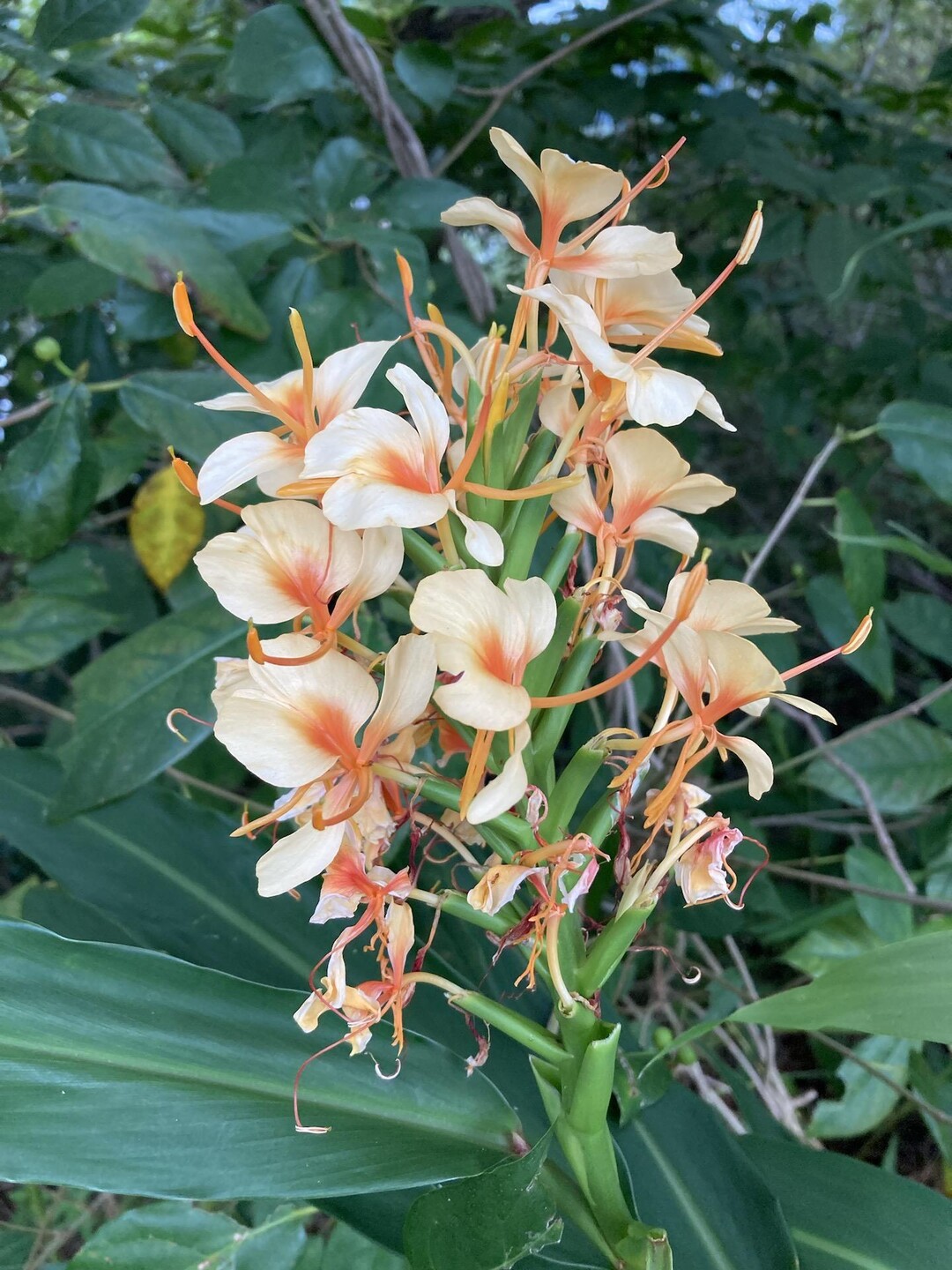 市民の森Walk🌺🍄‍🟫 / 修ちゅんさんのウォーキングの活動データ | YAMAP / ヤマップ