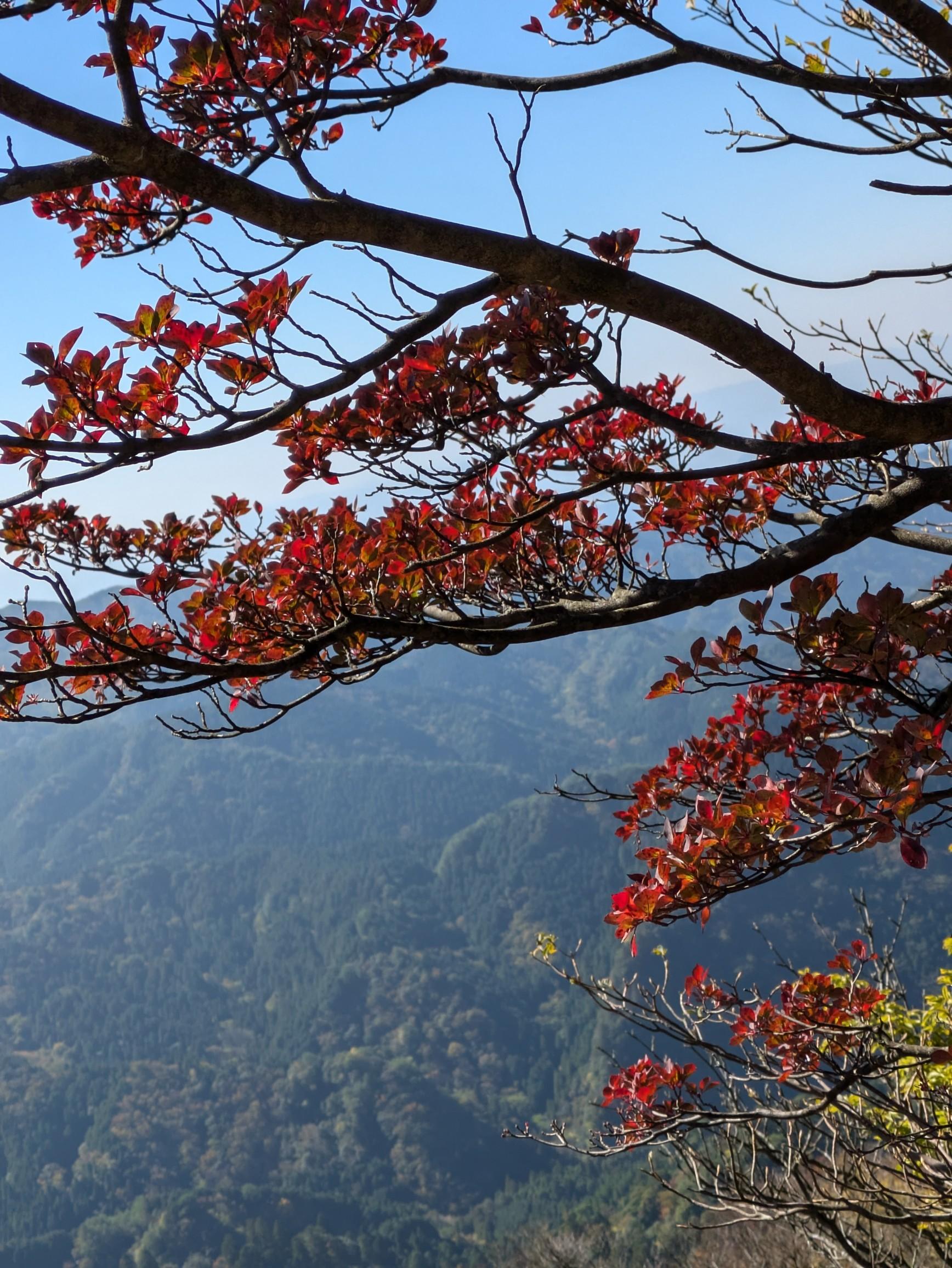南岳〜裏英彦山周回 / coco☆さんの英彦山の活動データ | YAMAP / ヤマップ