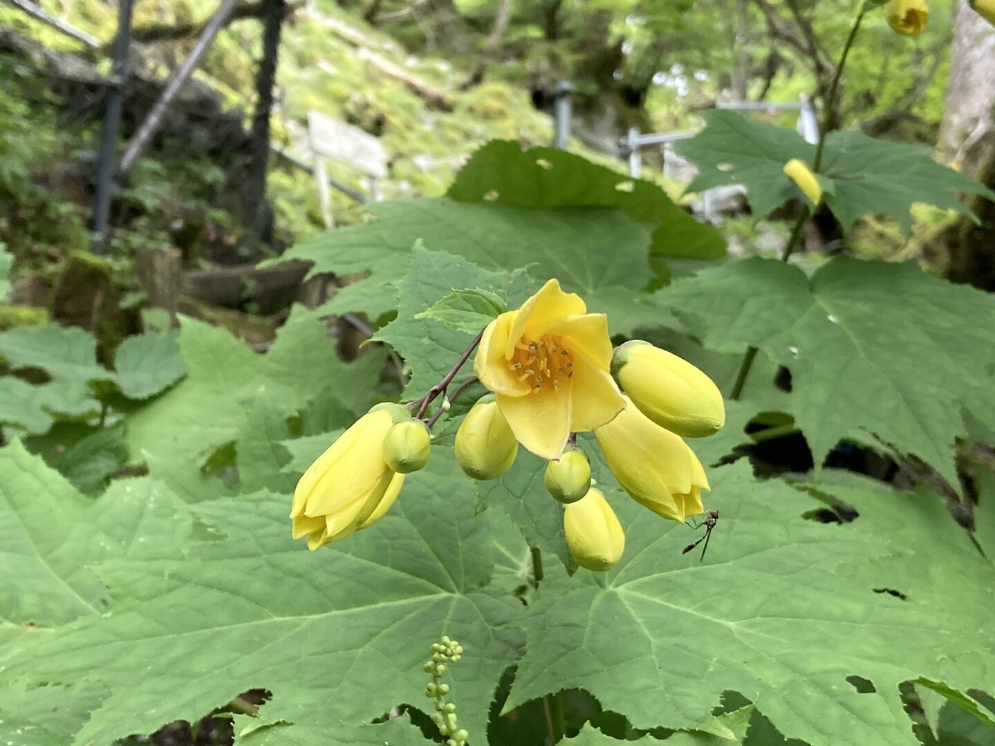 テン泊縦走断念からの剣山、次郎笈、一の森二の森2020-08-09 / カブさん(CUB主)さんの剣山の活動データ | YAMAP / ヤマップ