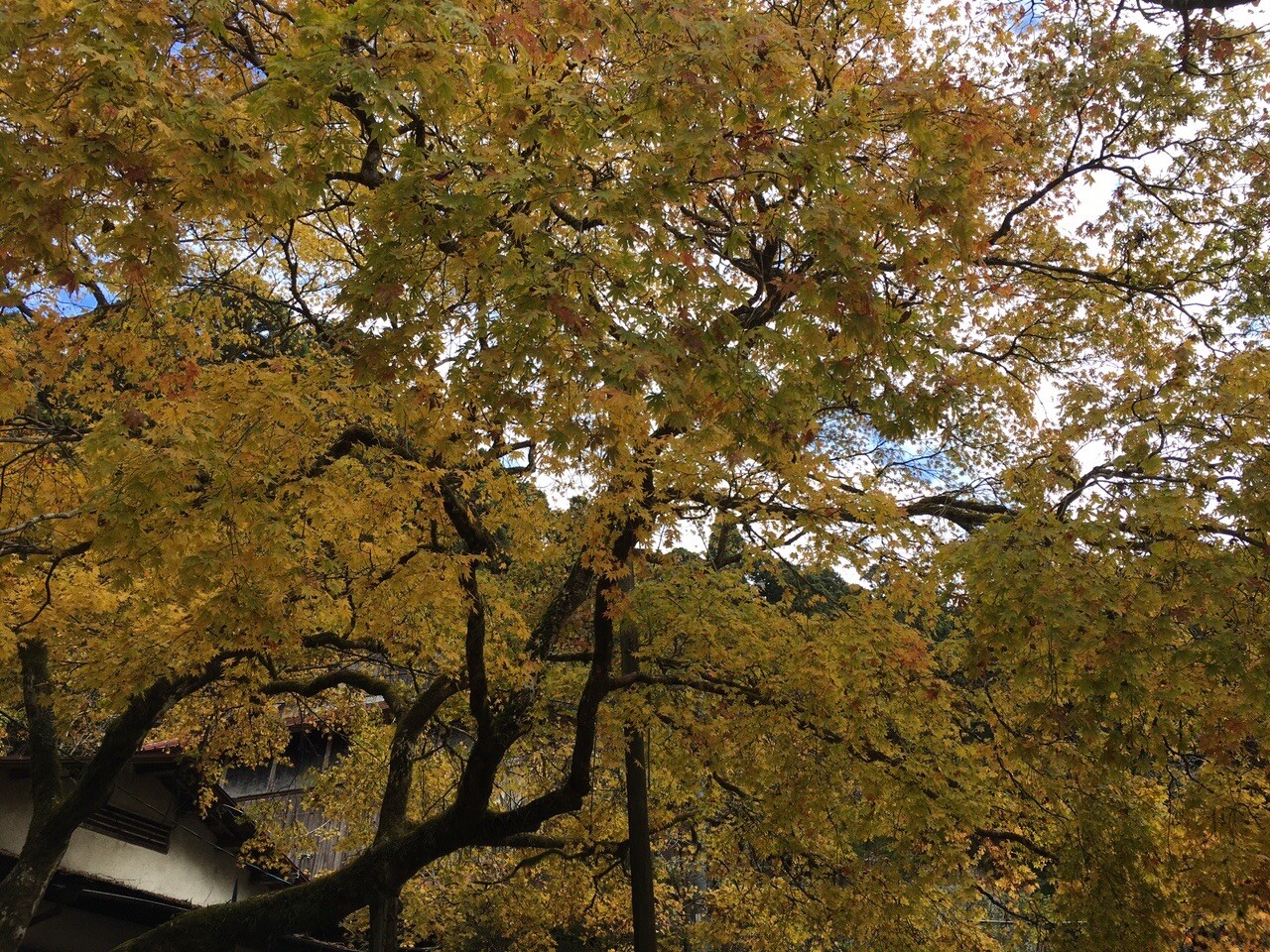 金剛山 / K-TAさんの金剛山・二上山・大和葛城山の活動データ | YAMAP / ヤマップ