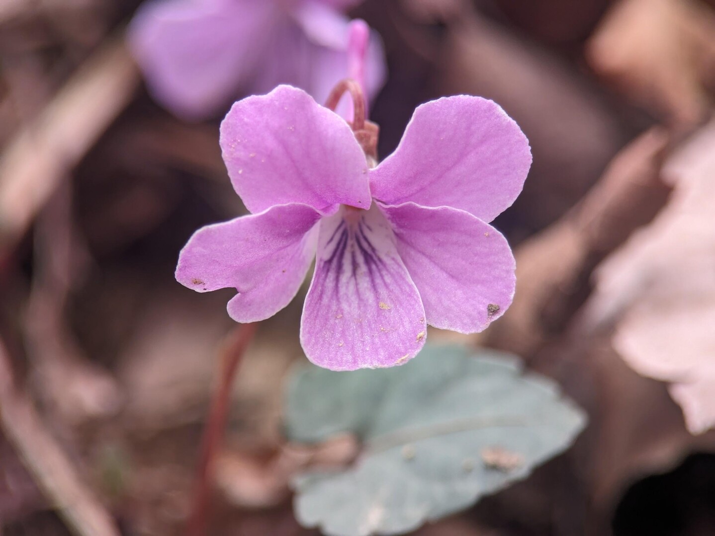 草花丘陵💗💜&日影沢🩷🍋 / ☆futa☆さんの赤ぼっこの活動データ | YAMAP / ヤマップ