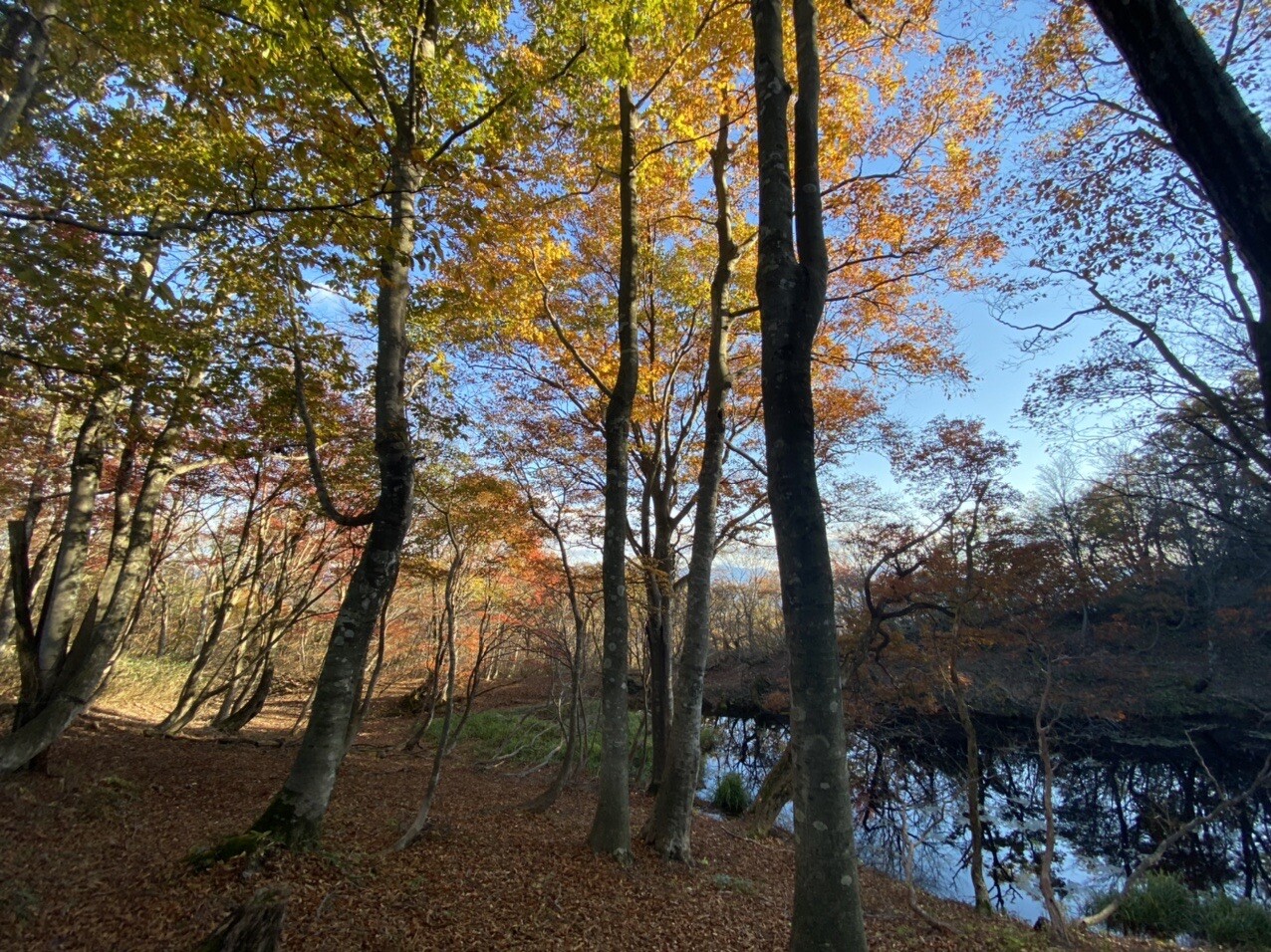 ️ 武周ヶ池 ️ - 里山の紅葉 ... / meshiさんのモーメント | YAMAP / ヤマップ