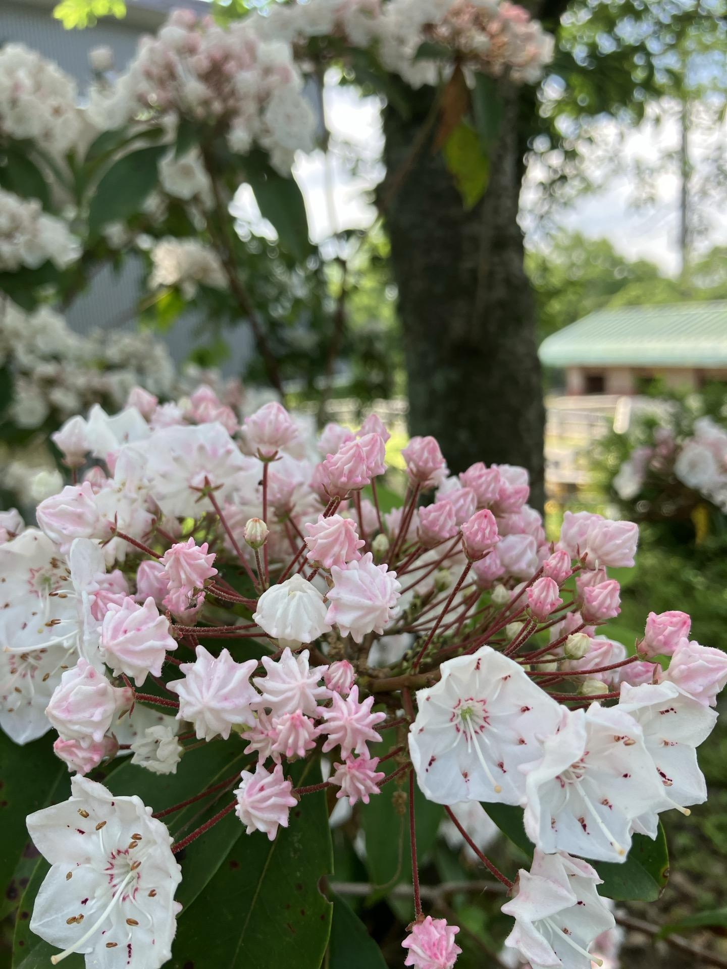 足羽山のアポロチョコ / pongoさんの足羽山・八幡山・兎越山の活動データ | YAMAP / ヤマップ