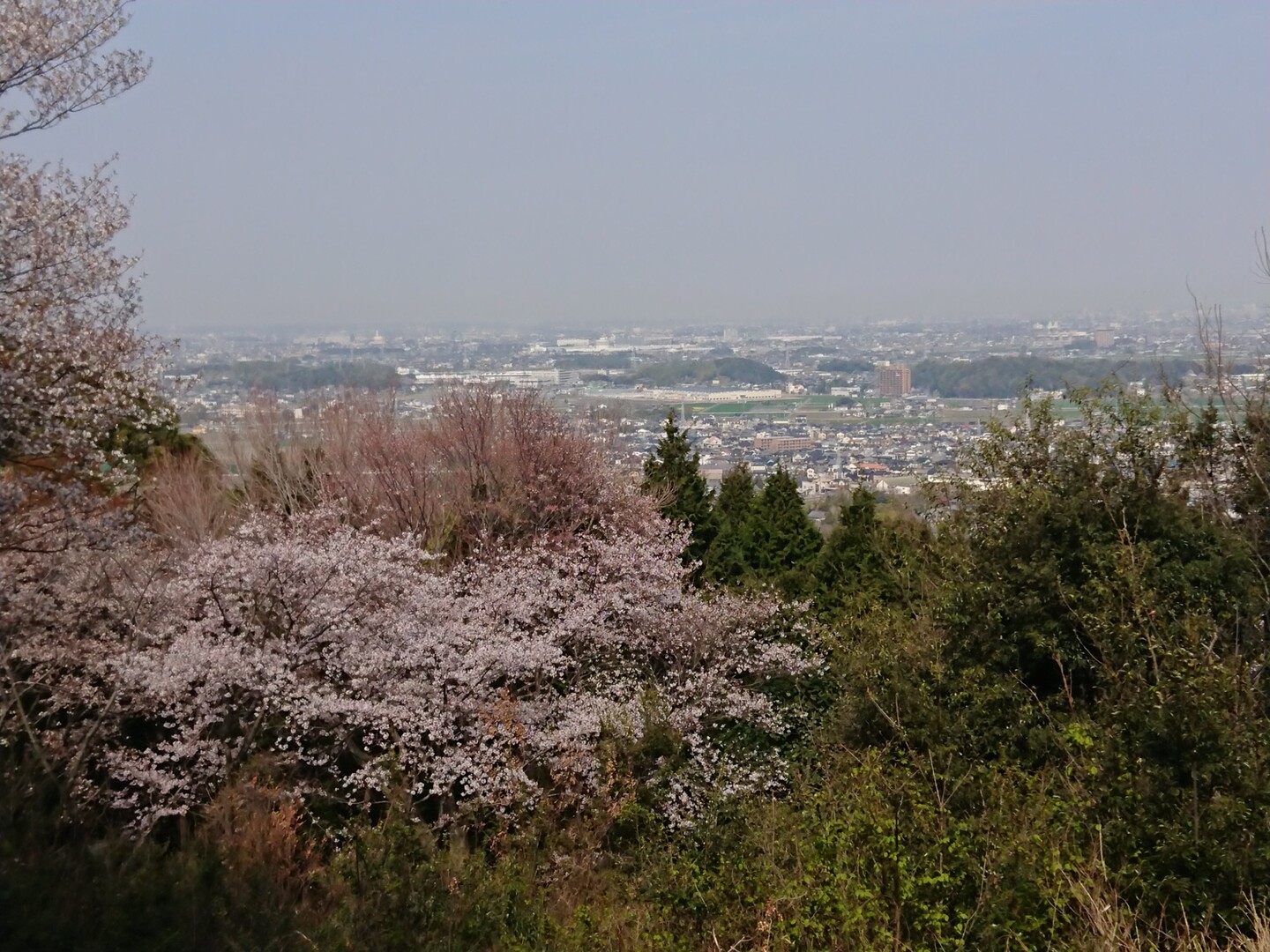 万灯山・万灯山最高点 / AW-993さんの茶臼山・万灯山の活動データ | YAMAP / ヤマップ
