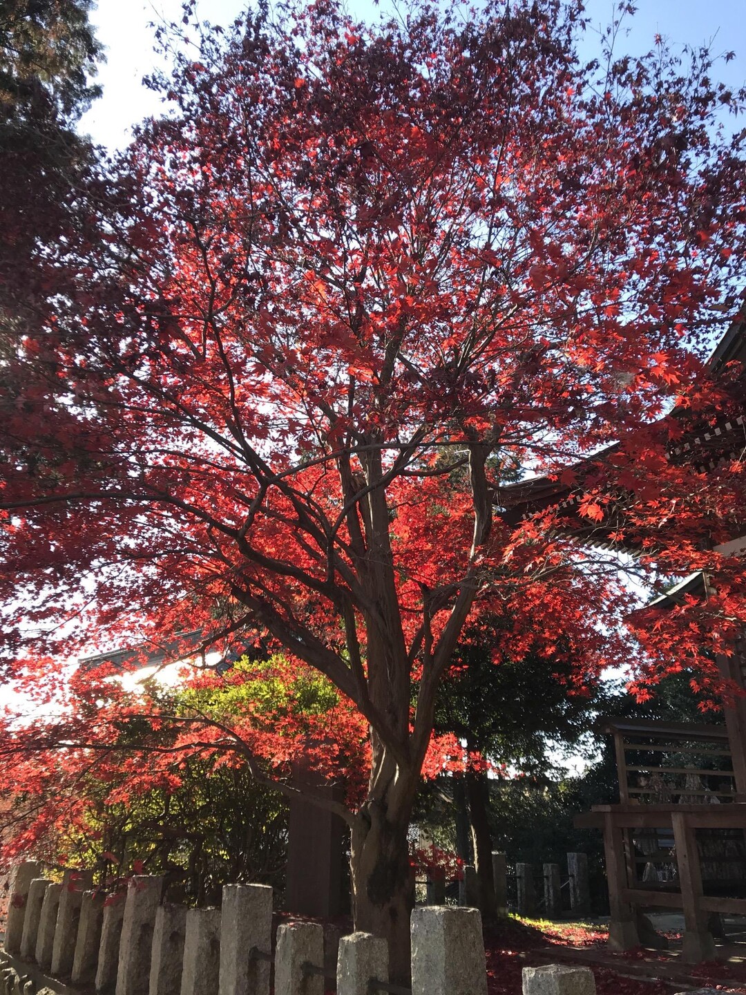 八幡山・鐘撞堂山 / FD3Sさんの宝登山・長瀞アルプス・不動山・陣見山・鐘撞堂山の活動データ | YAMAP / ヤマップ