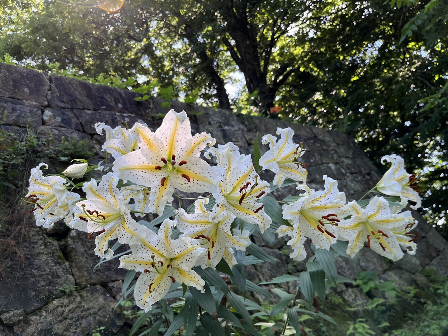 ヤマユリ満開の臥牛山 / w823hさんの村上市（村上地区）の活動データ | YAMAP / ヤマップ