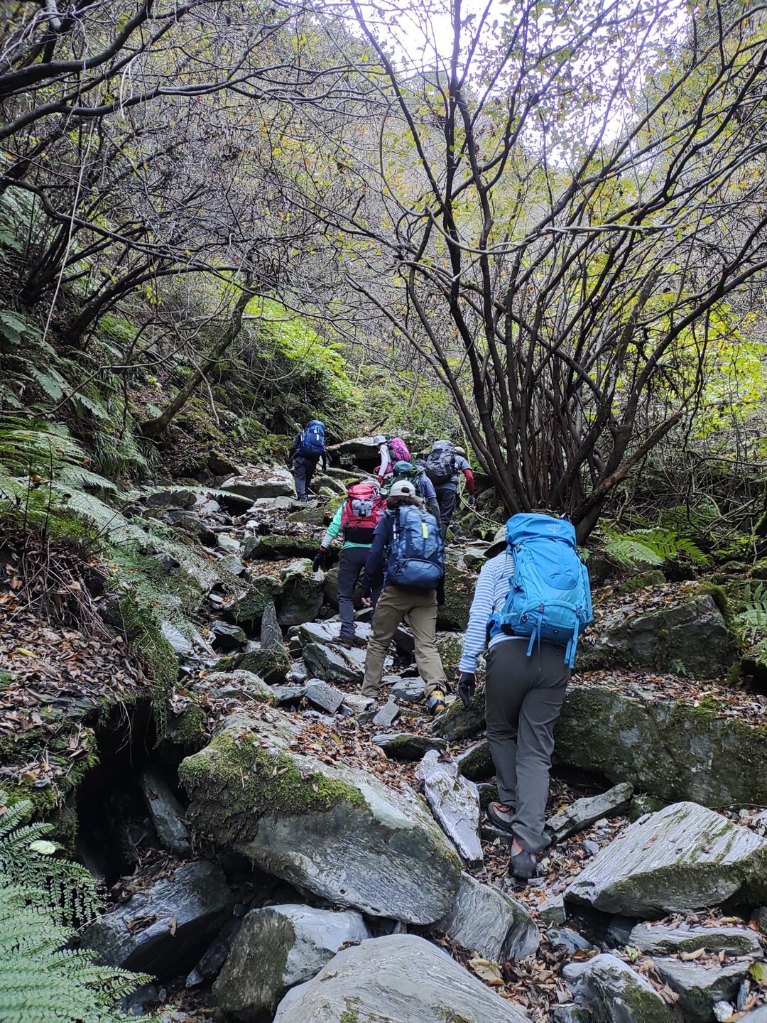 難ルートのダルメキ谷 井原山 / Mt.Keyさんの雷山・井原山の活動データ | YAMAP / ヤマップ