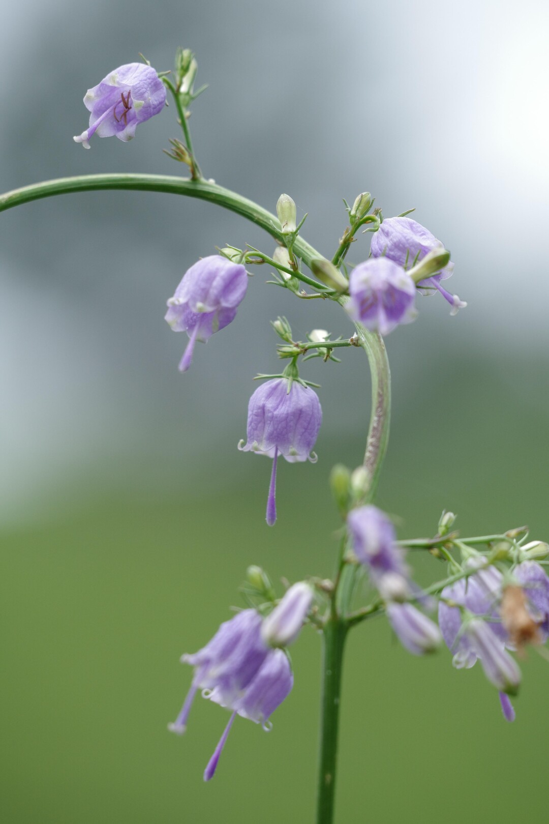 秋を感じて🌿深入山 / koroさんの深入山の活動日記 | YAMAP / ヤマップ
