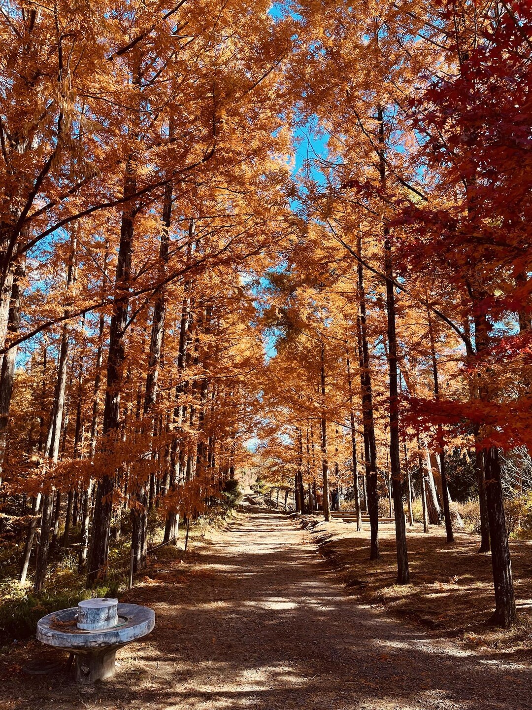 R6.12.1 🍁めい想の森🌲→見行山🏔️☀️ / おぼっちゃまくんさんの見行山・秋葉山の活動日記 | YAMAP / ヤマップ