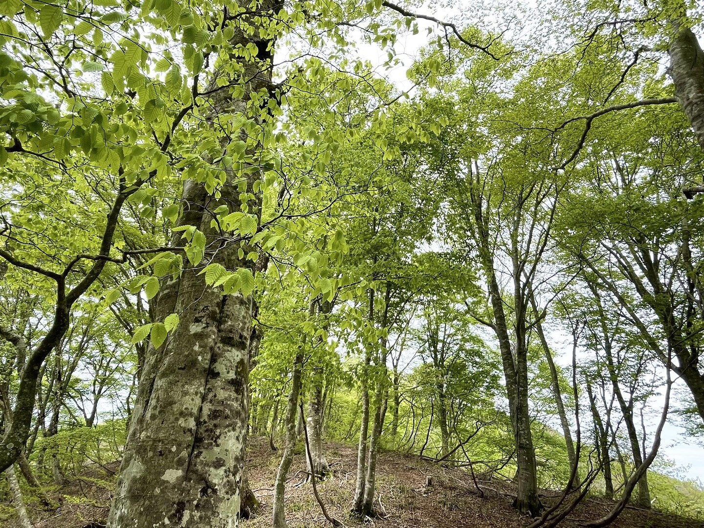 野坂岳＆葦谷山 / ai nknkさんの野坂岳の活動データ | YAMAP / ヤマップ