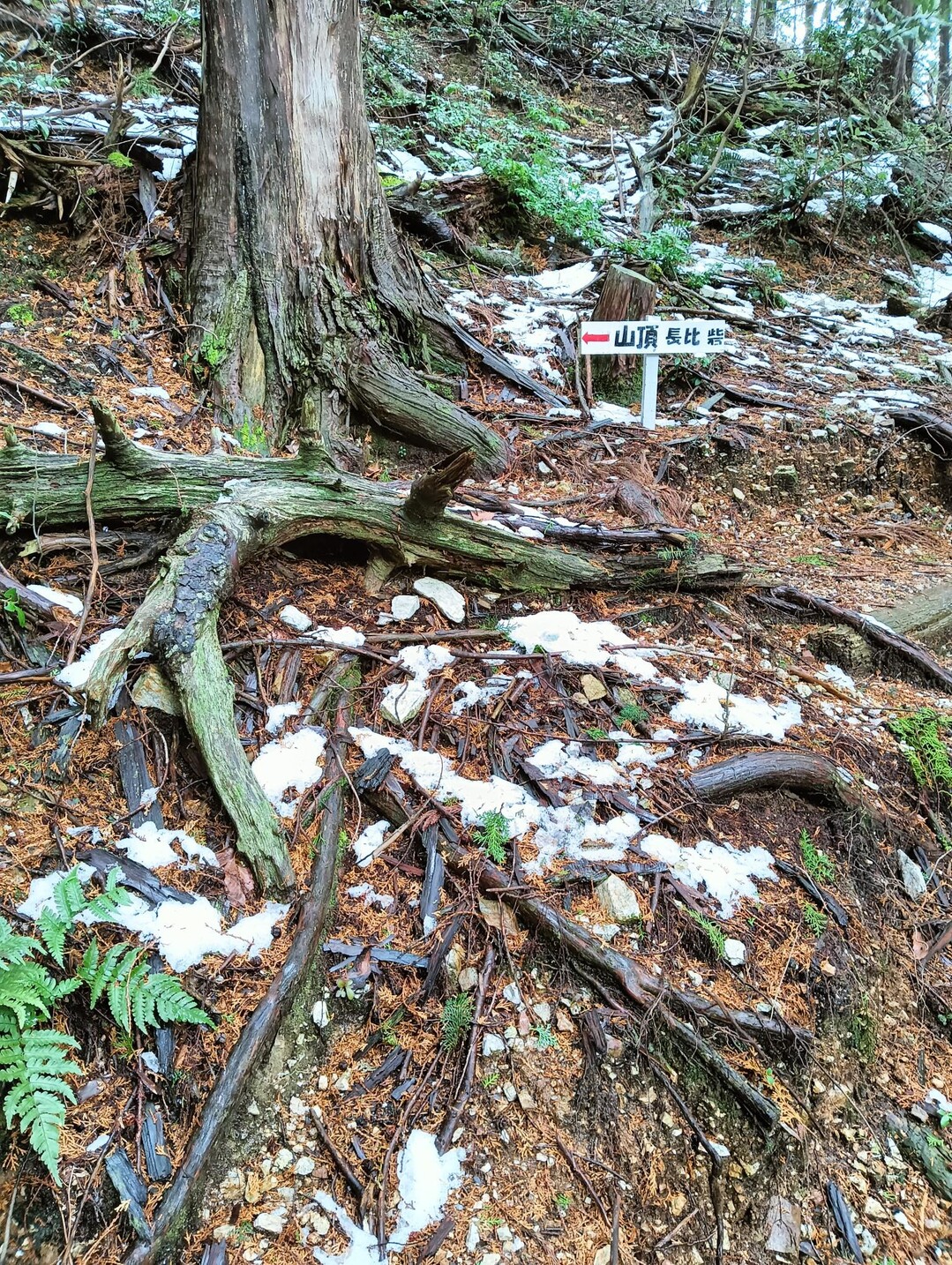 野瀬山 / rioさんの松尾山・城山の活動データ | YAMAP / ヤマップ