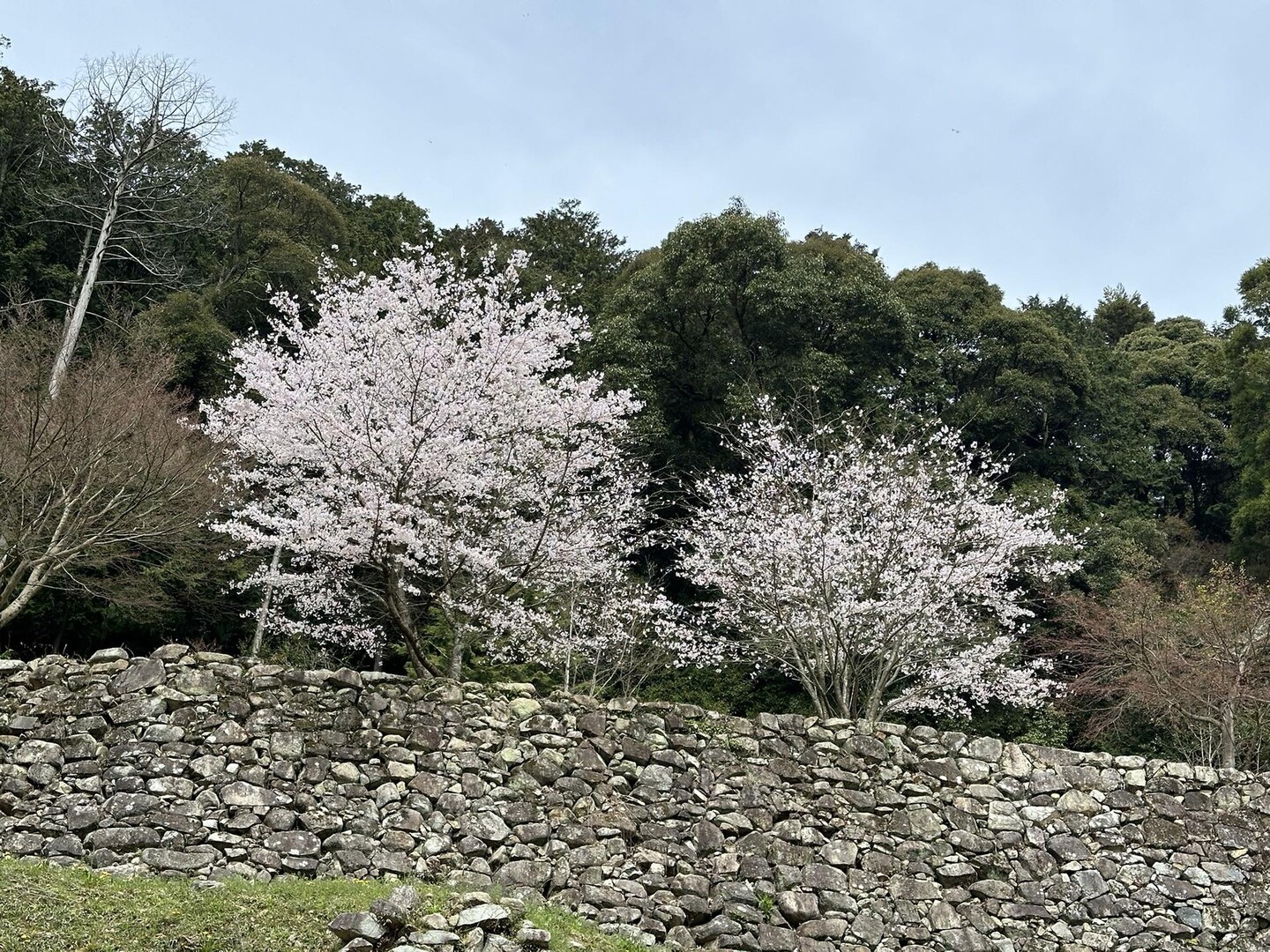 🌸花見ラン🌸 繖山（観音寺山）• 安土山 / sim＊cinさんの繖山（観音寺山）の活動データ | YAMAP / ヤマップ