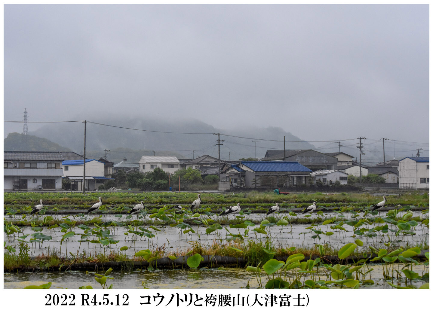 コウノトリ 2022 R4.5.12 ... / 袴腰のベニトンボさんのモーメント | YAMAP / ヤマップ