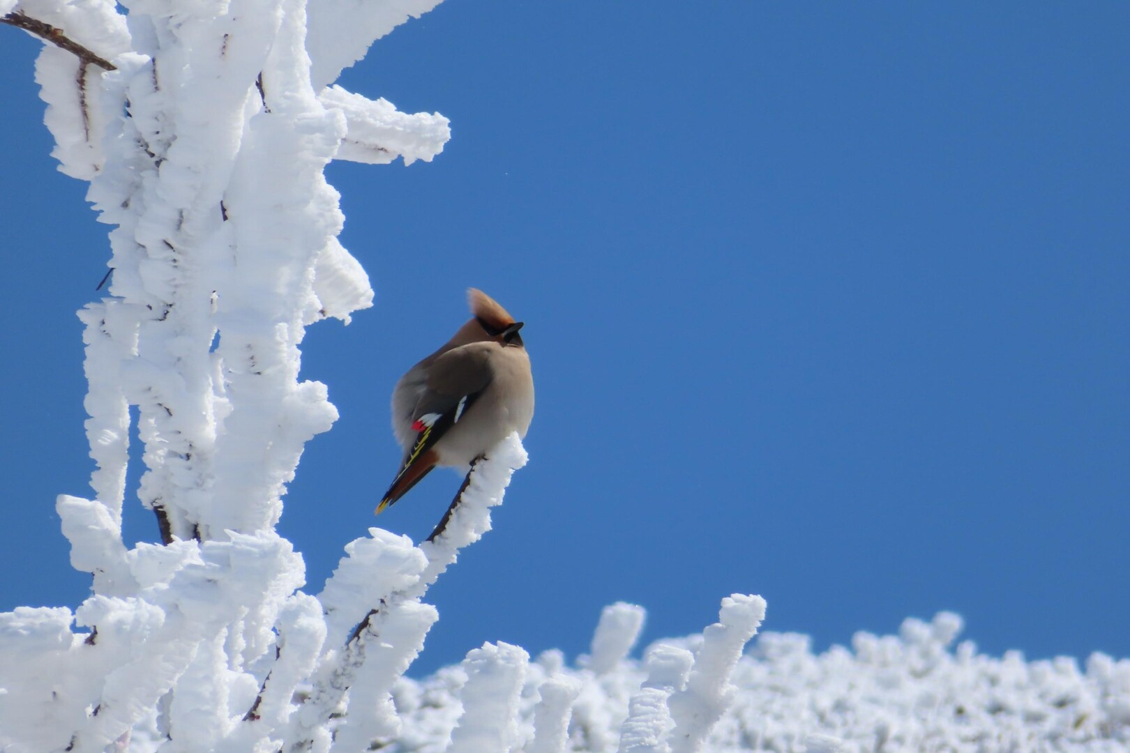 根子岳☀ / odanさんの四阿山・根子岳の活動データ | YAMAP / ヤマップ