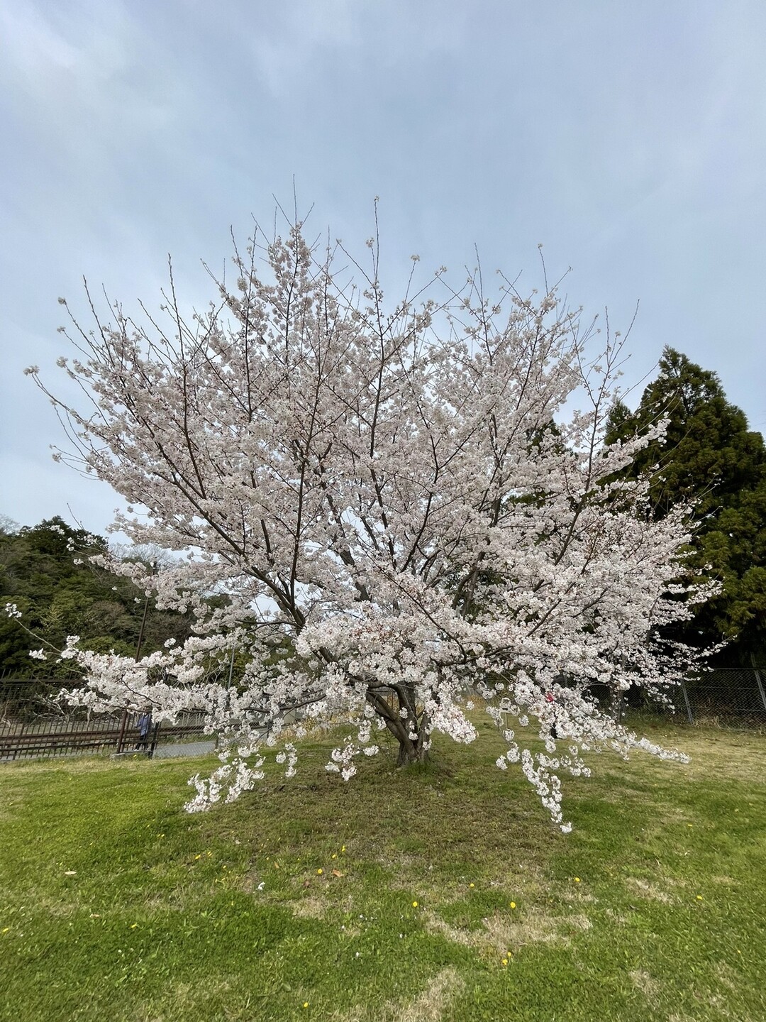 歴史の道 ウワナベ古墳・秋篠寺コース[近鉄てくてくマップ] / askさんの奈良市の活動データ | YAMAP / ヤマップ