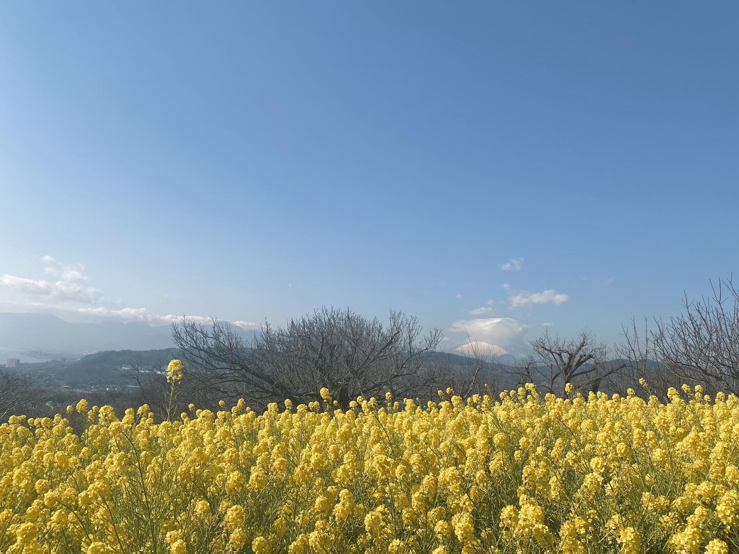 春を迎えにpart2👣〜吾妻山〜 / chi-さんの高麗山・湘南平・鷹取山の活動データ | YAMAP / ヤマップ