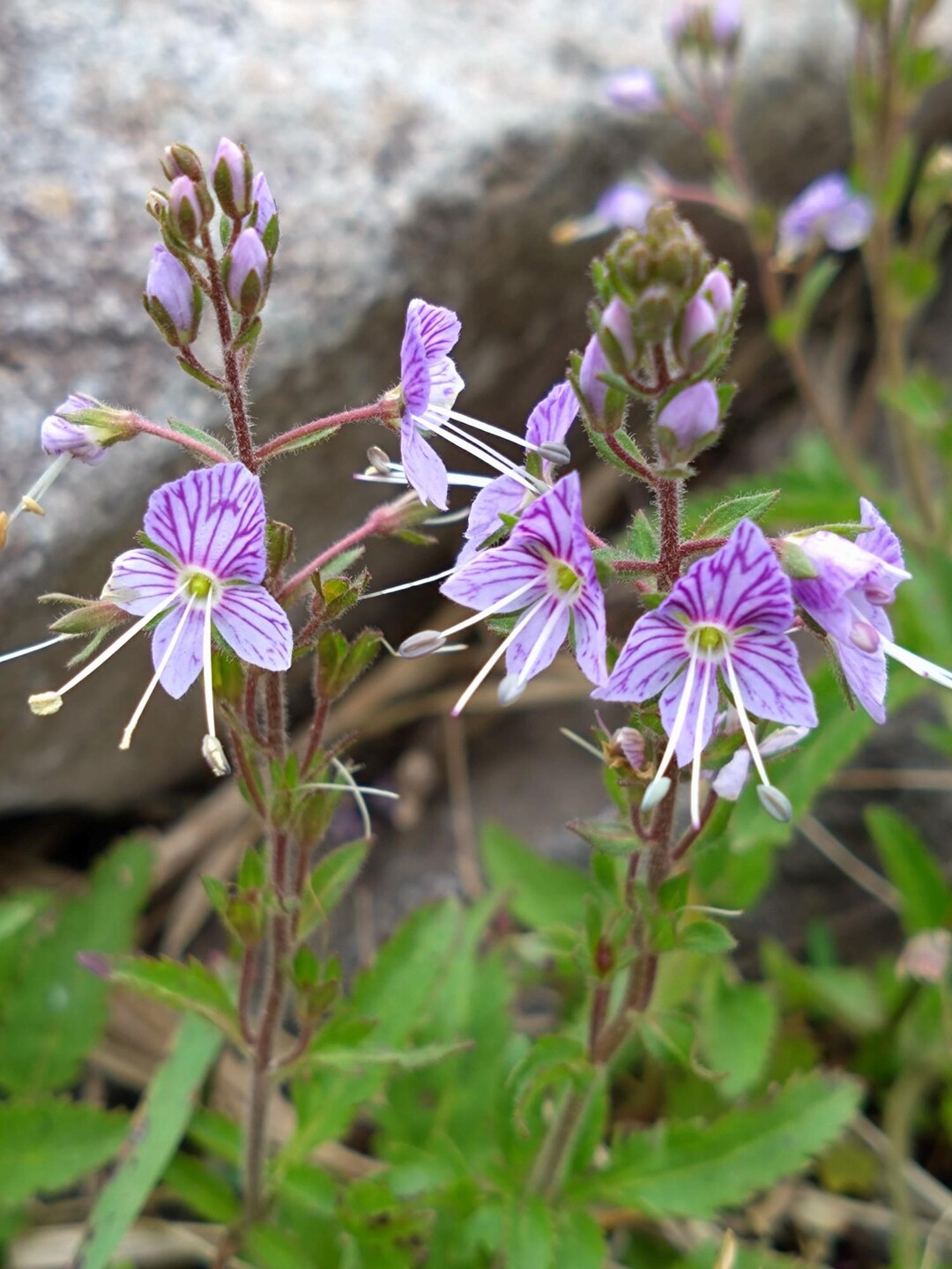 磐梯山 / sora178さんの磐梯山・雄国山・赤埴山の活動データ | YAMAP / ヤマップ