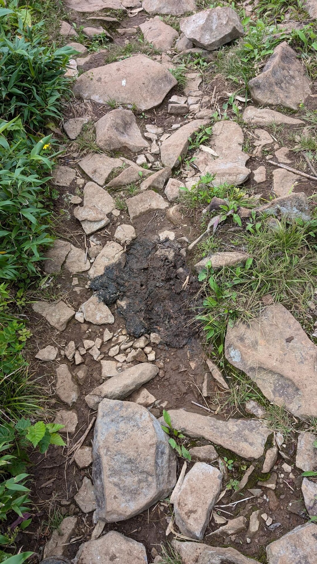 Fr.リッキィさんの投稿したフィールドメモ | YAMAP / ヤマップ