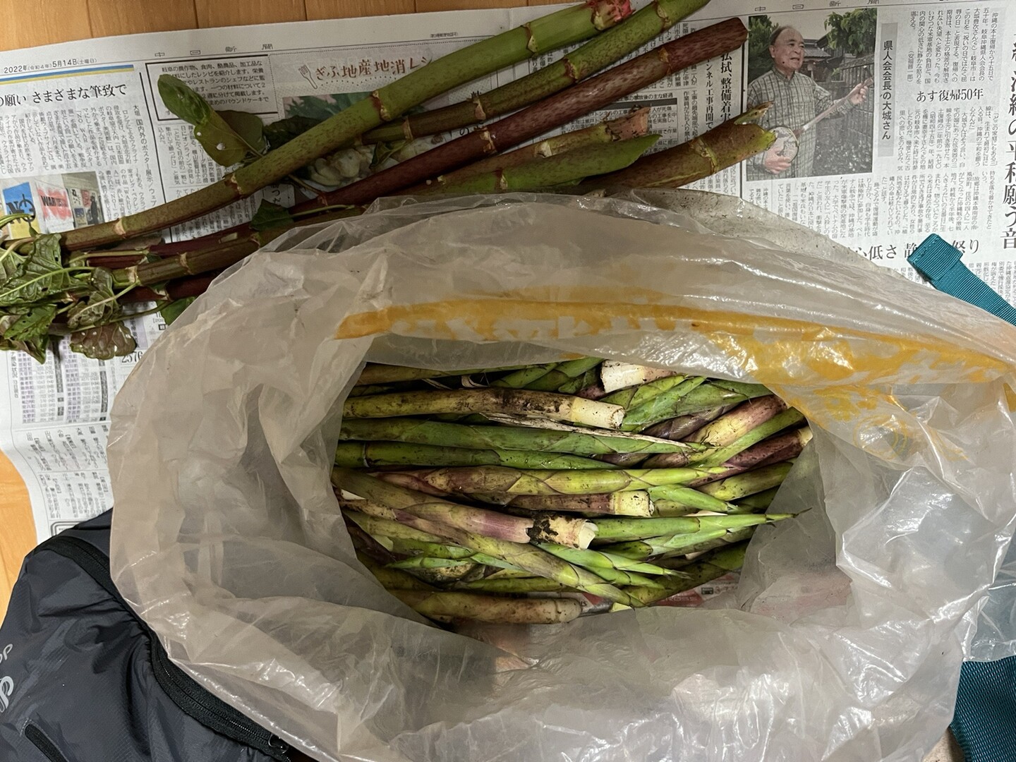 春の恵み山菜の姫たけ、イタドリを採り下処... / Jさんのモーメント | YAMAP / ヤマップ