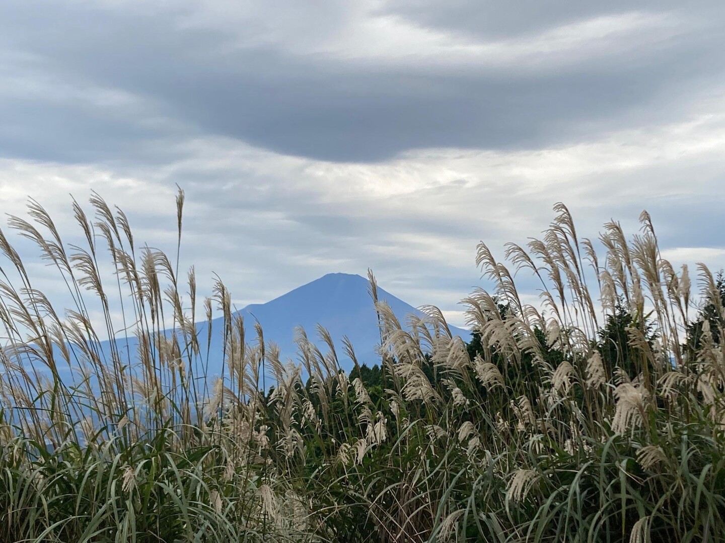 2022/10/22 高松山〜シダンゴ山 / Taka-Kamさんの高松山・大野山の活動データ | YAMAP / ヤマップ