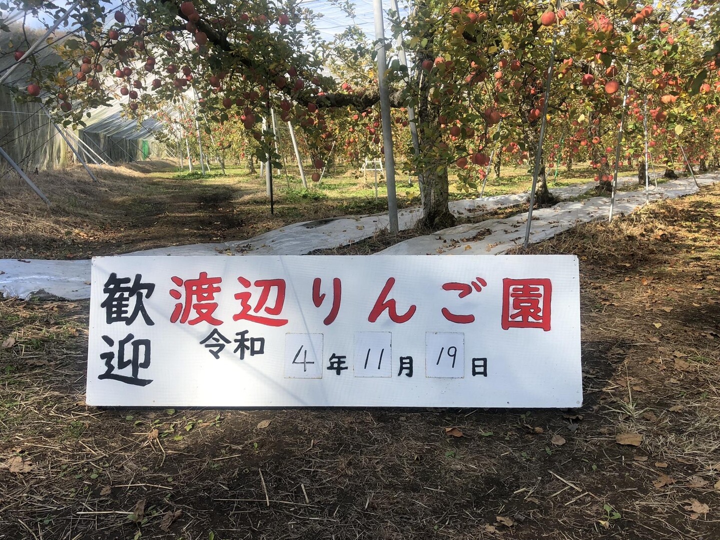 今年も恒例のりんご狩りへ行きました🍎 ... / KABUさんのモーメント | YAMAP / ヤマップ