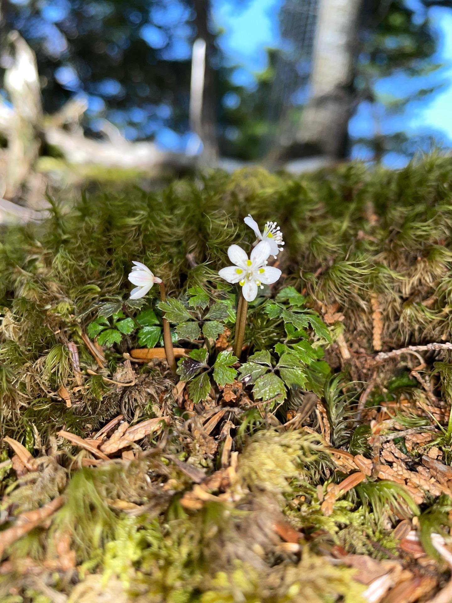 剣山・二ノ森・一ノ森 / O.Y2006さんの剣山の活動データ | YAMAP / ヤマップ