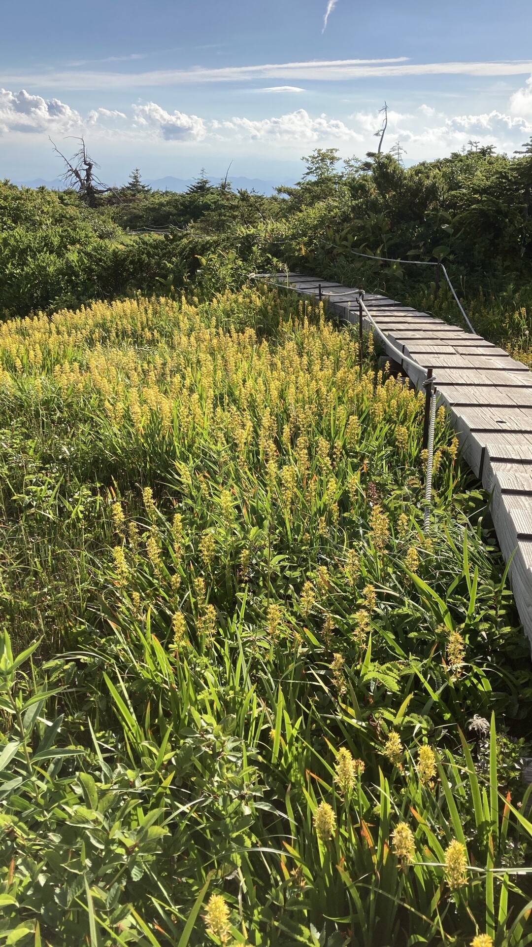 2022.07.31 蔵王御田ノ神園地 ... / HKさんのモーメント | YAMAP / ヤマップ