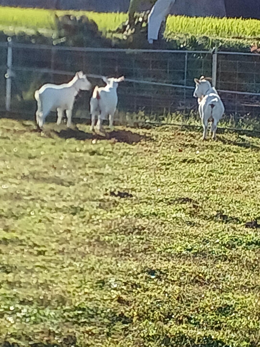 40分 2.6km 朝の散歩 ヤギさん達... / わさびさんのモーメント | YAMAP / ヤマップ