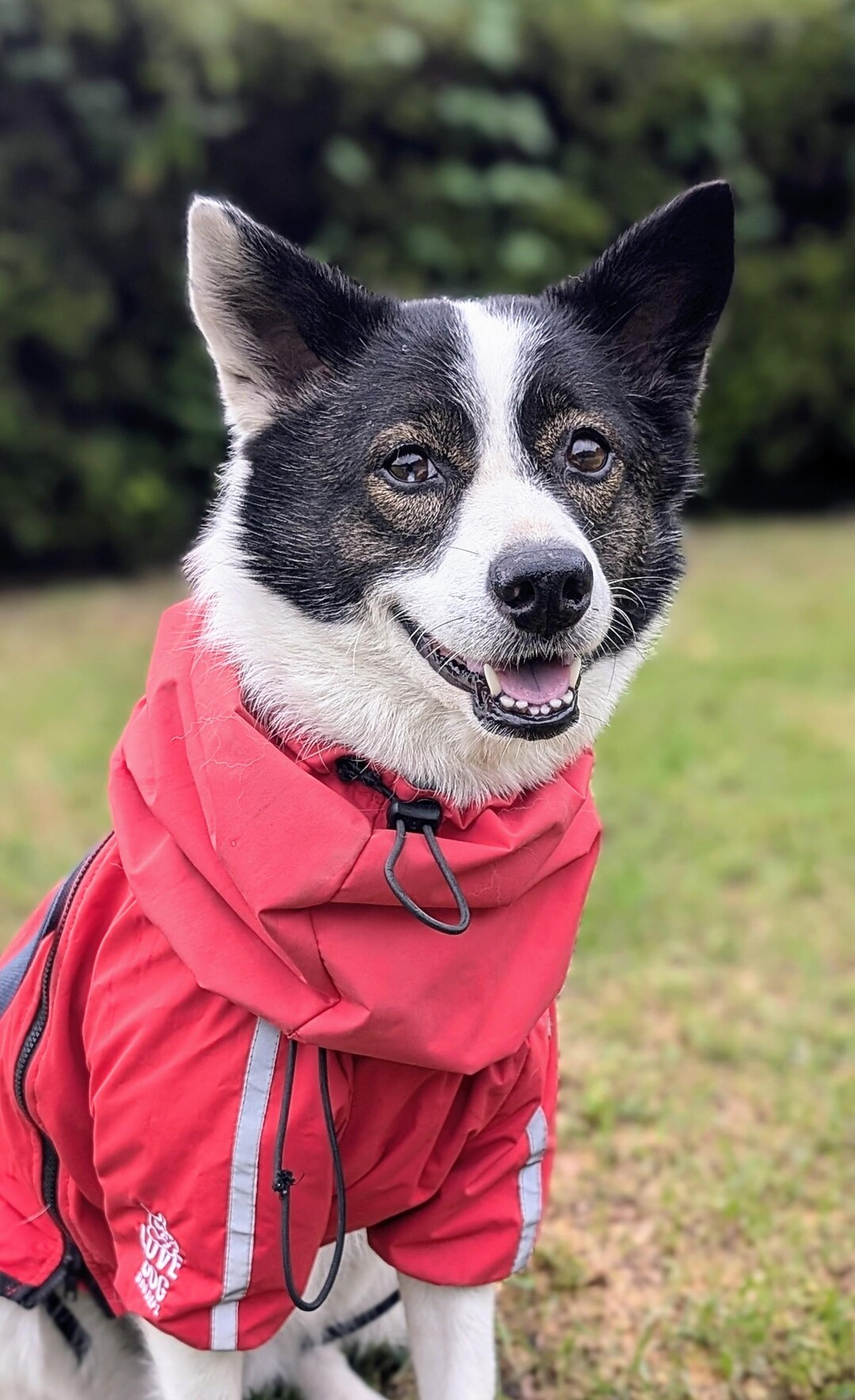 Dog morning 🌂🕘️ 一... / もみじ🐺 & パパ😎さんのモーメント | YAMAP / ヤマップ