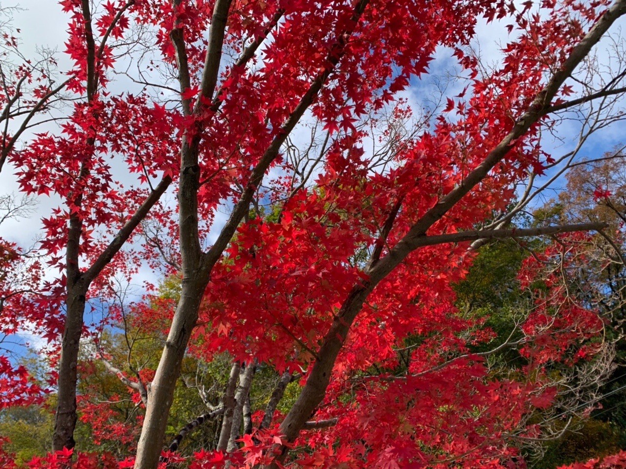 2020.11.21(土) 14:45 / まっちゃさんのモーメント | YAMAP / ヤマップ