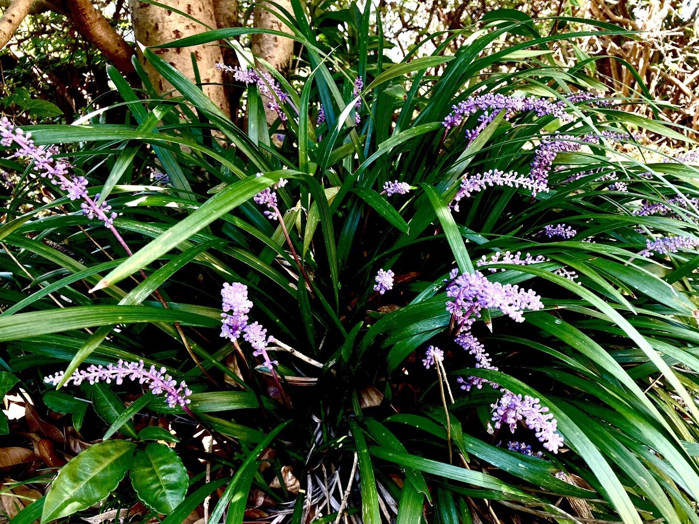 ヤブラン ヤブランが咲いていた。写... / hideさんのモーメント | YAMAP / ヤマップ