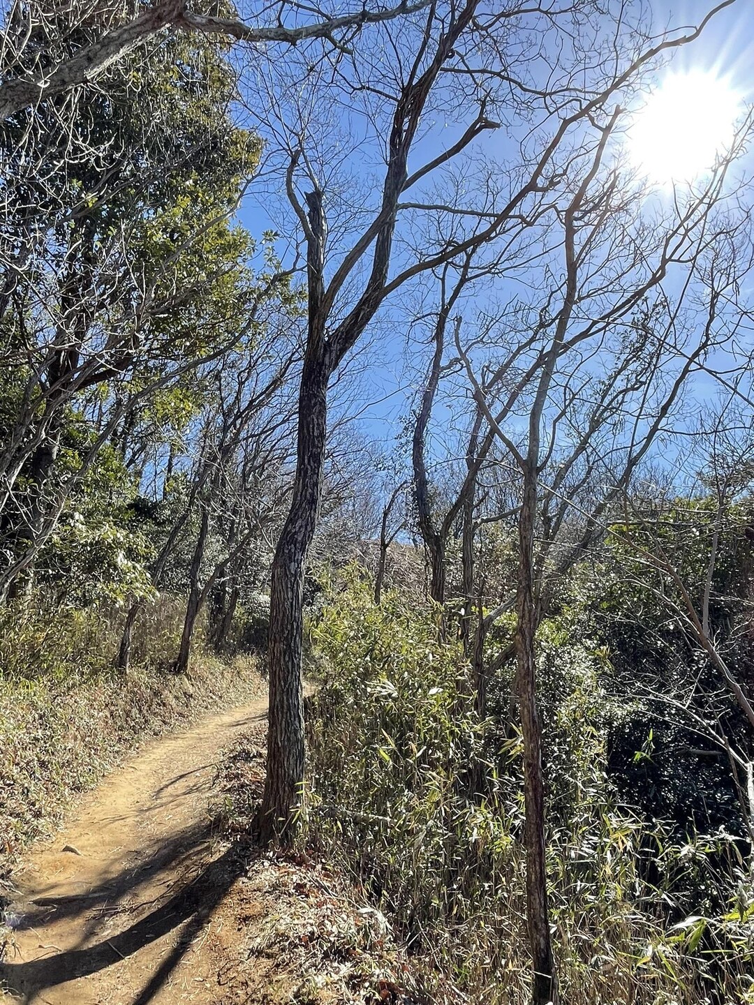 白米城(桝形山) / mei.yochinさんの堀坂山・観音岳・桝形山（白米城）の活動データ | YAMAP / ヤマップ