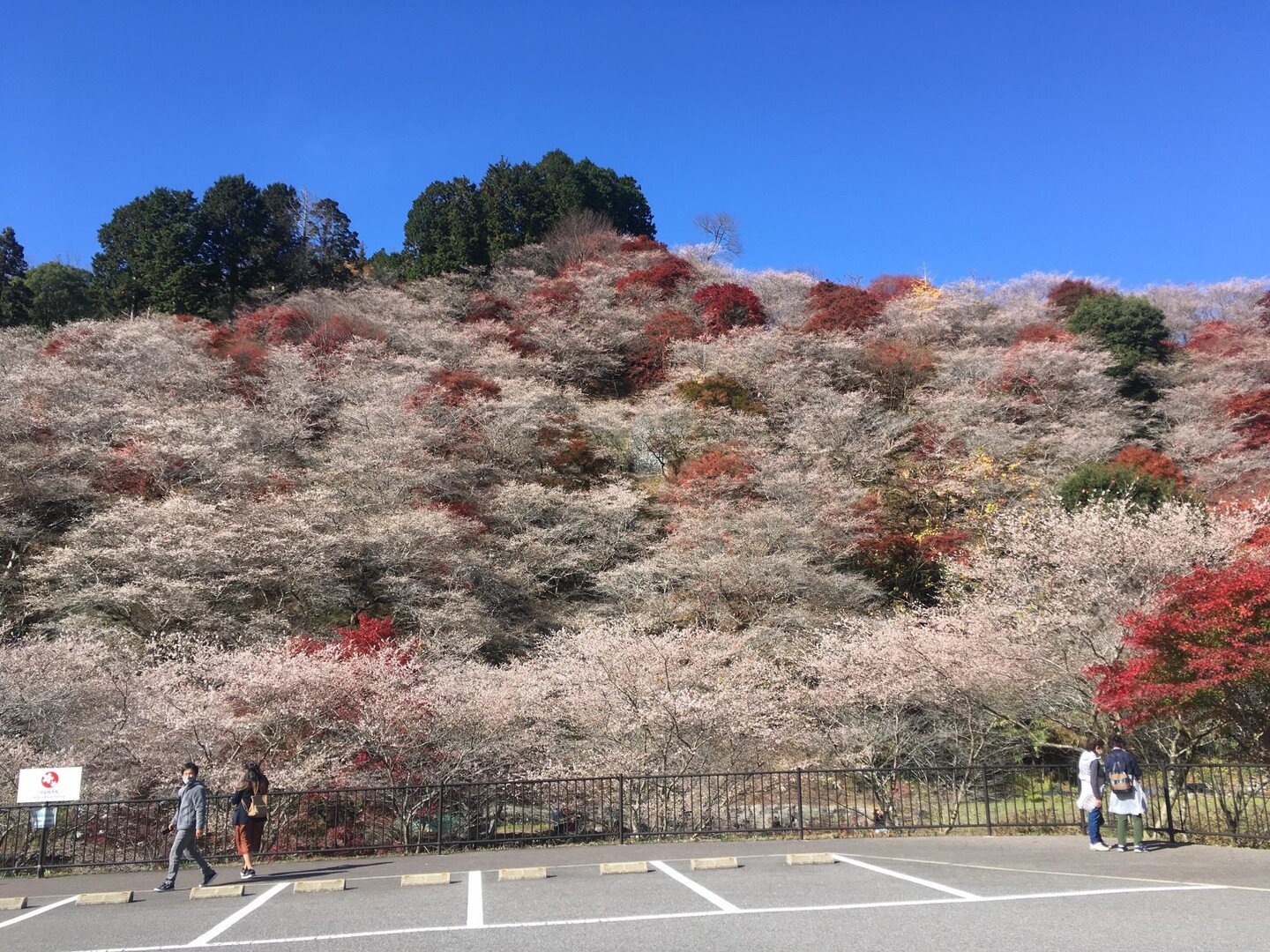 小原の川見四季桜と土岐曽木公園の紅葉 20221124 / ittsuanさんのウォーキングの活動データ | YAMAP / ヤマップ