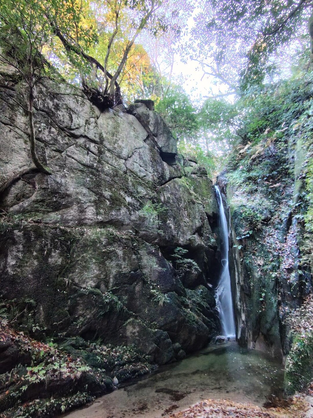 玉峰山 / zen sugiさんの船通山・玉峰山の活動データ | YAMAP / ヤマップ