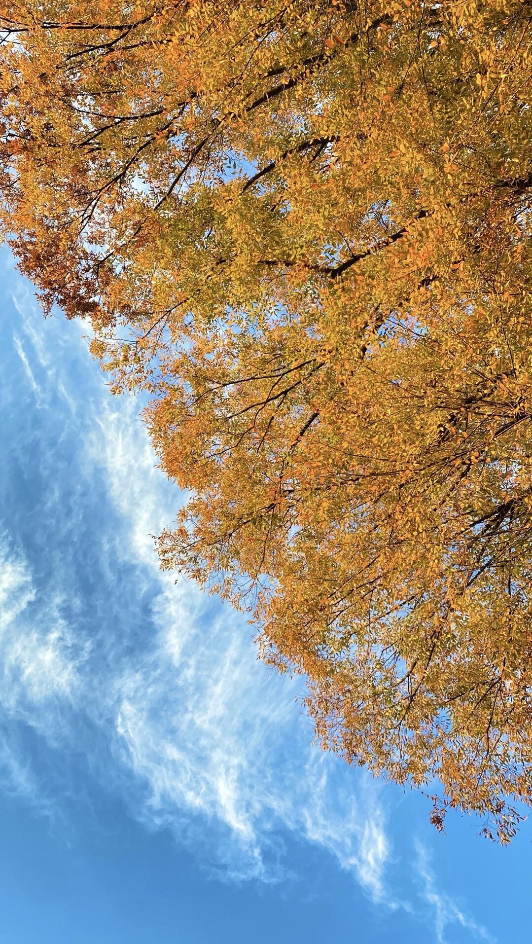 紅葉巡り 12月某日 上野公園 / ny23 さんのモーメント | YAMAP / ヤマップ