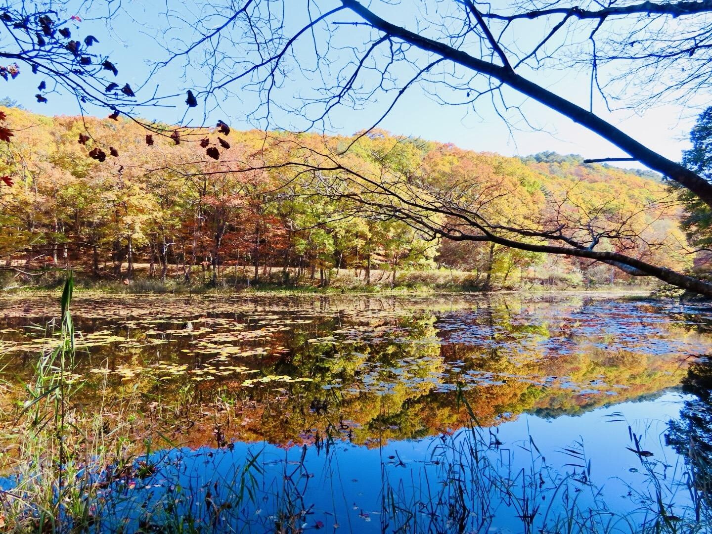 矢ノ原湿原・喰丸小の大銀杏 / tsyamaさんの会津駒ヶ岳の活動データ | YAMAP / ヤマップ