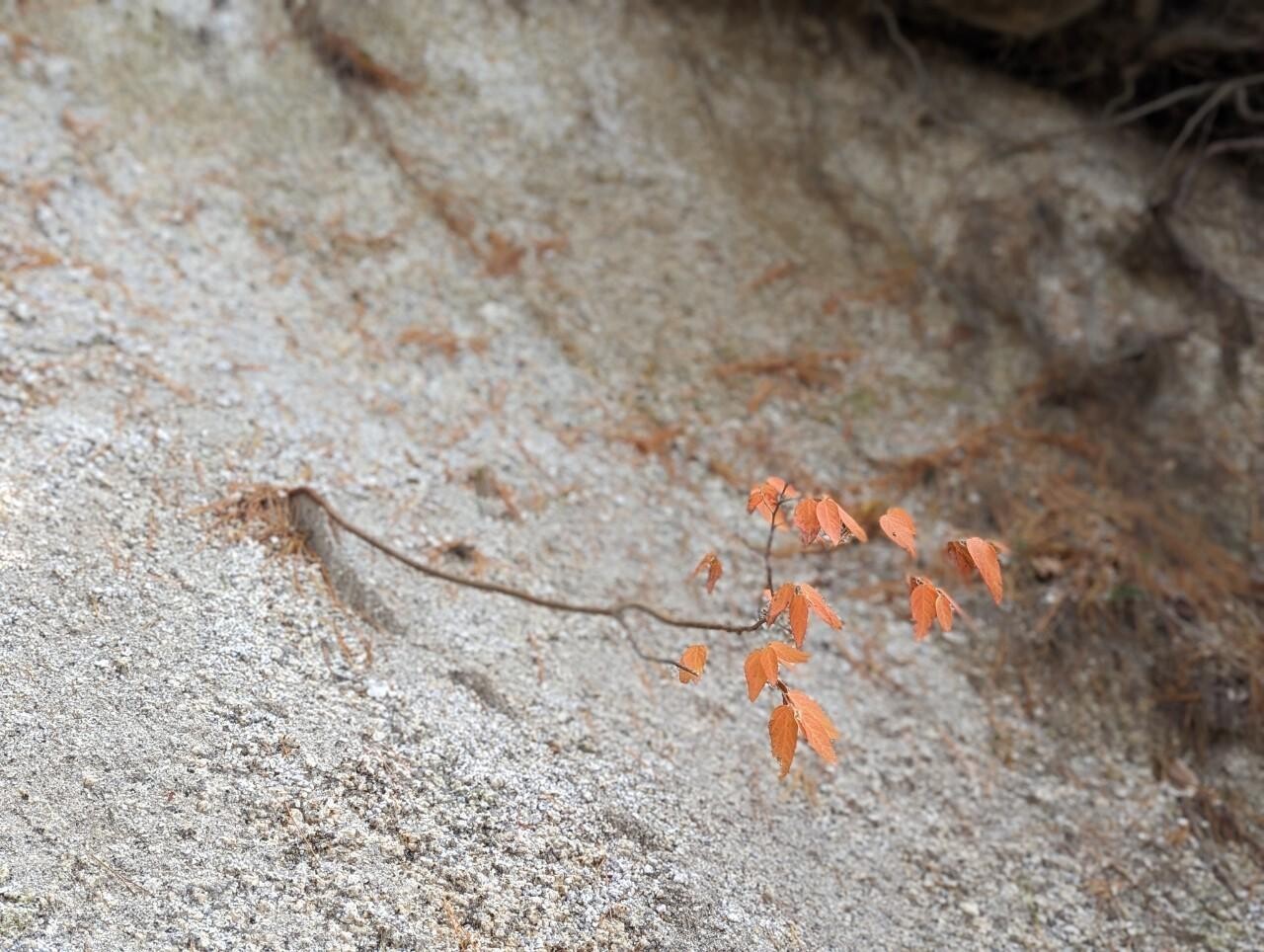 2022/11/17 御在所岳 『岩』... / kokeさんのモーメント | YAMAP / ヤマップ