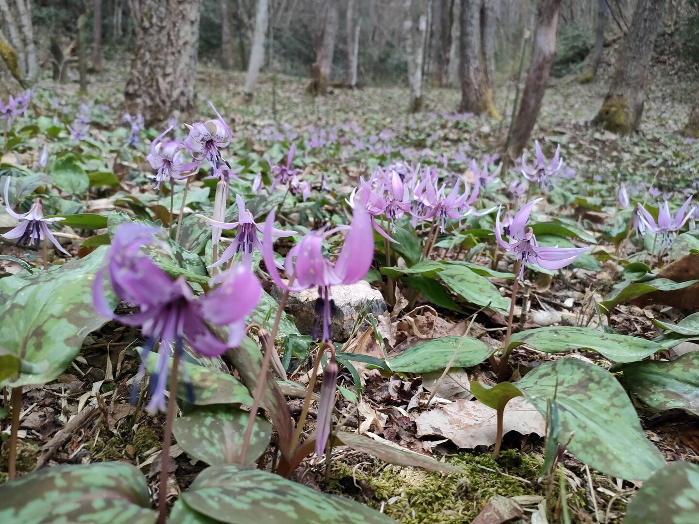武芸川の保木山カタクリの里へカタクリを見... / ATSUさんのモーメント | YAMAP / ヤマップ